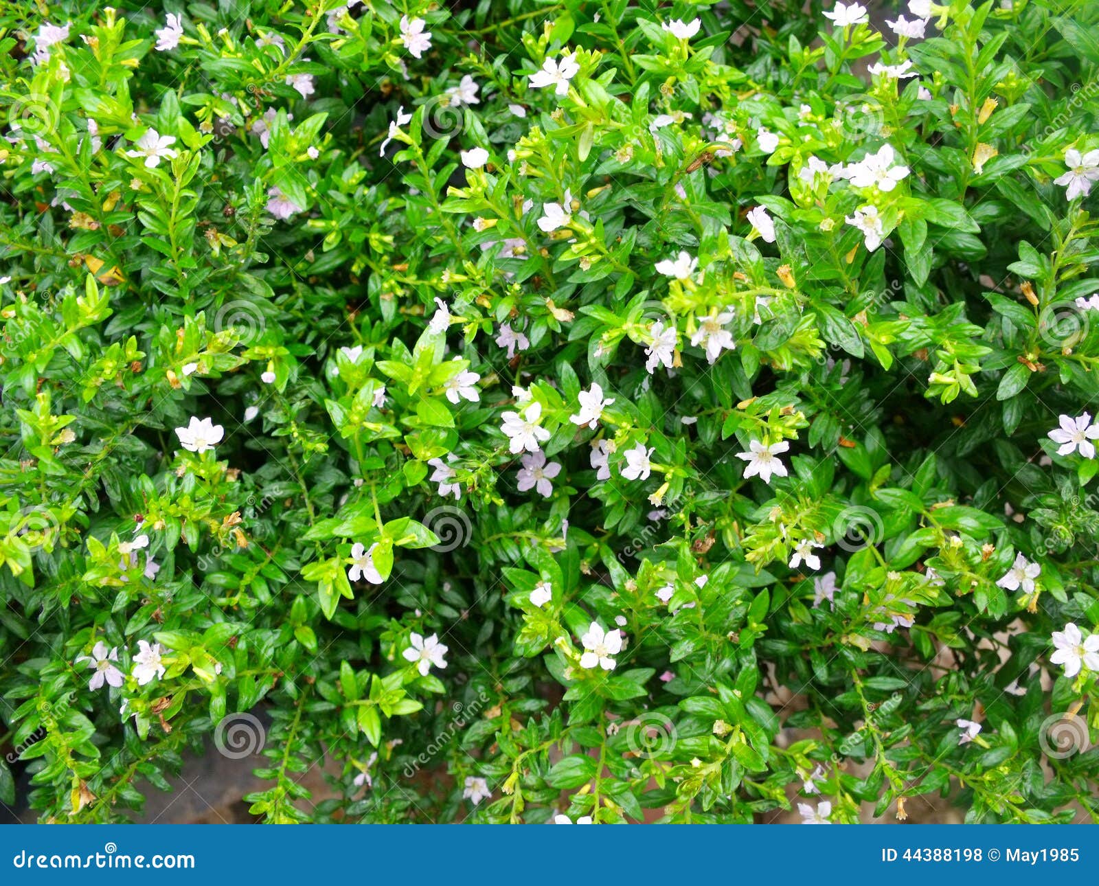 Green Leaves Background Texure Stock Photo - Image of foliage, tree ...