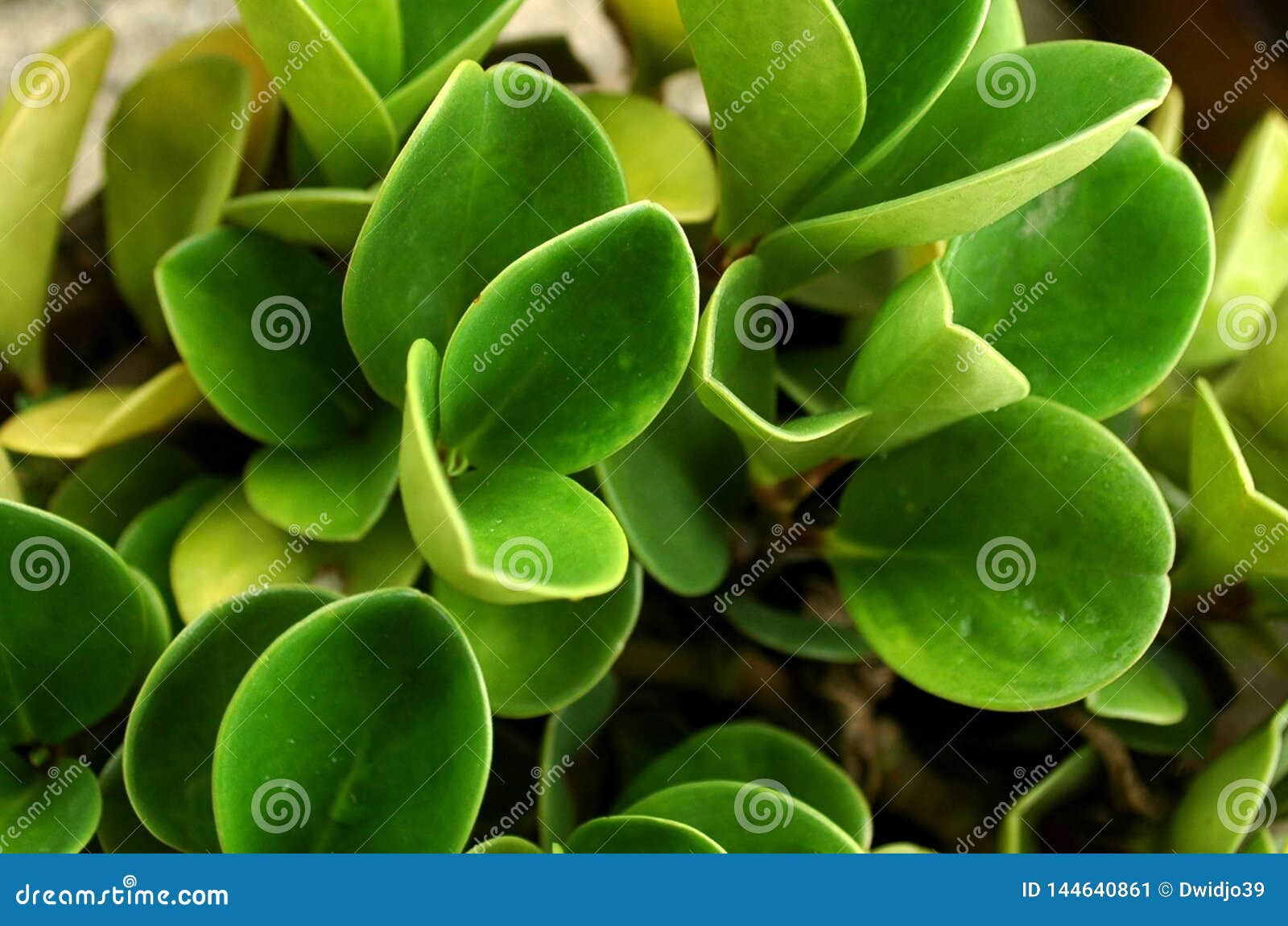 Natural Thick Green Leaves Close Up- Bird View Stock Image - Image of ...