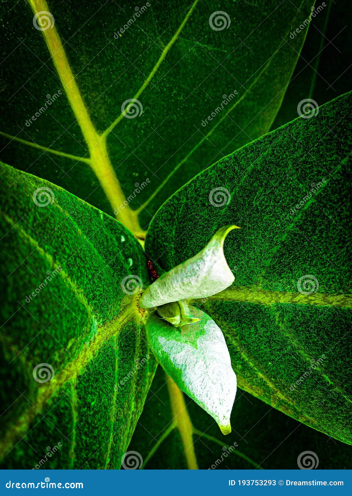 Green leaves and bad leaf stock image. Image of leaves - 193753293