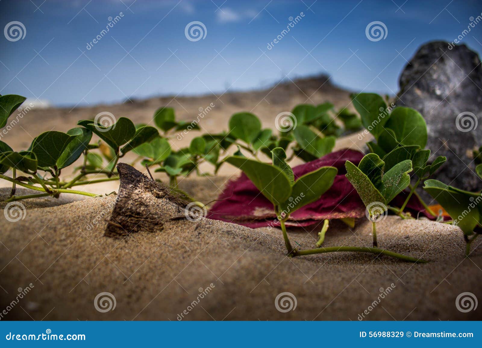 Green Leaves in Beach stock image. Image of bokeh, sand - 56988329