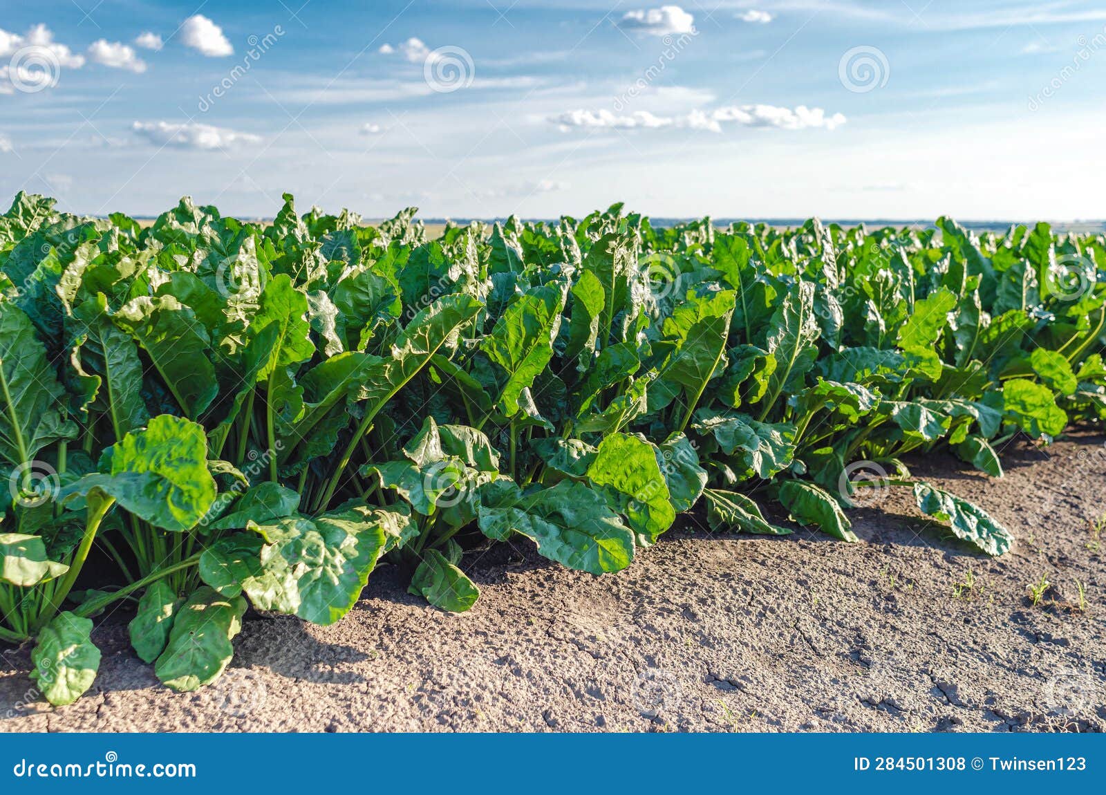 Green Leaves of Beets Planted in the Field. Sugar Beet Harvest Stock ...