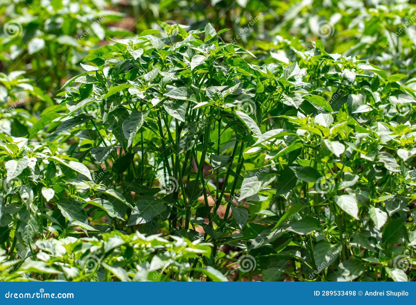 Green Leaves of Bell Pepper in the Garden Stock Photo - Image of crop ...