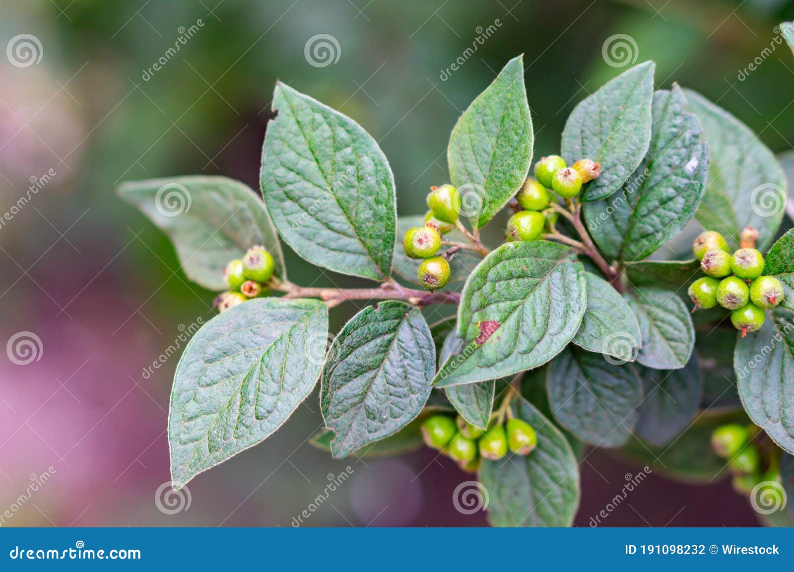 Green leaves with berries stock photo. Image of green - 191098232