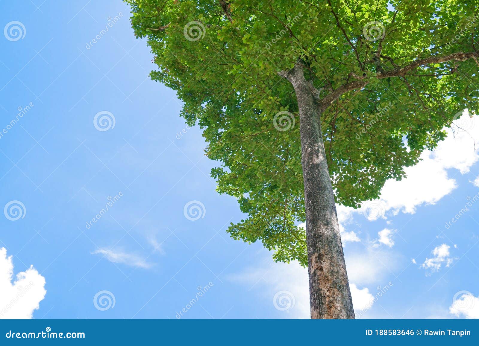 Green Leaves and Big Tree on Blue Sky Stock Photo - Image of spring ...