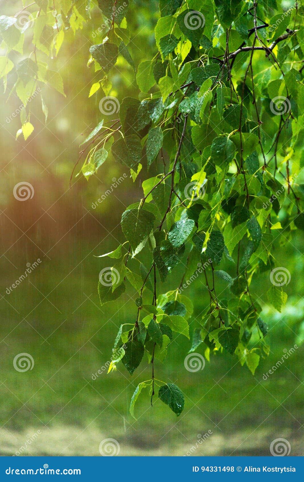 Green Leaves of a Birch in the Rain at Dawn Stock Photo - Image of ...