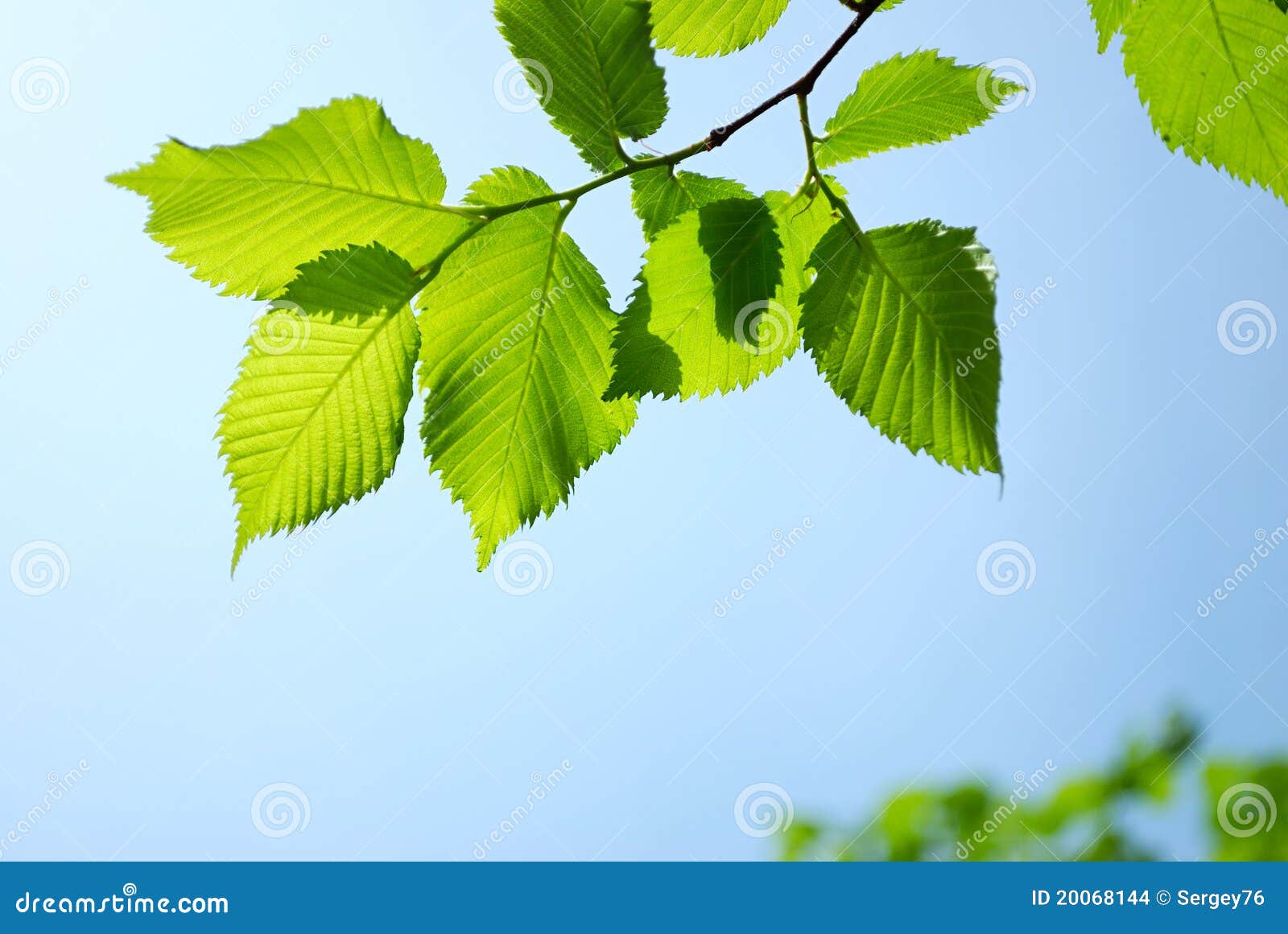 Green Leaves on Blue Sky Background Stock Photo - Image of plant ...