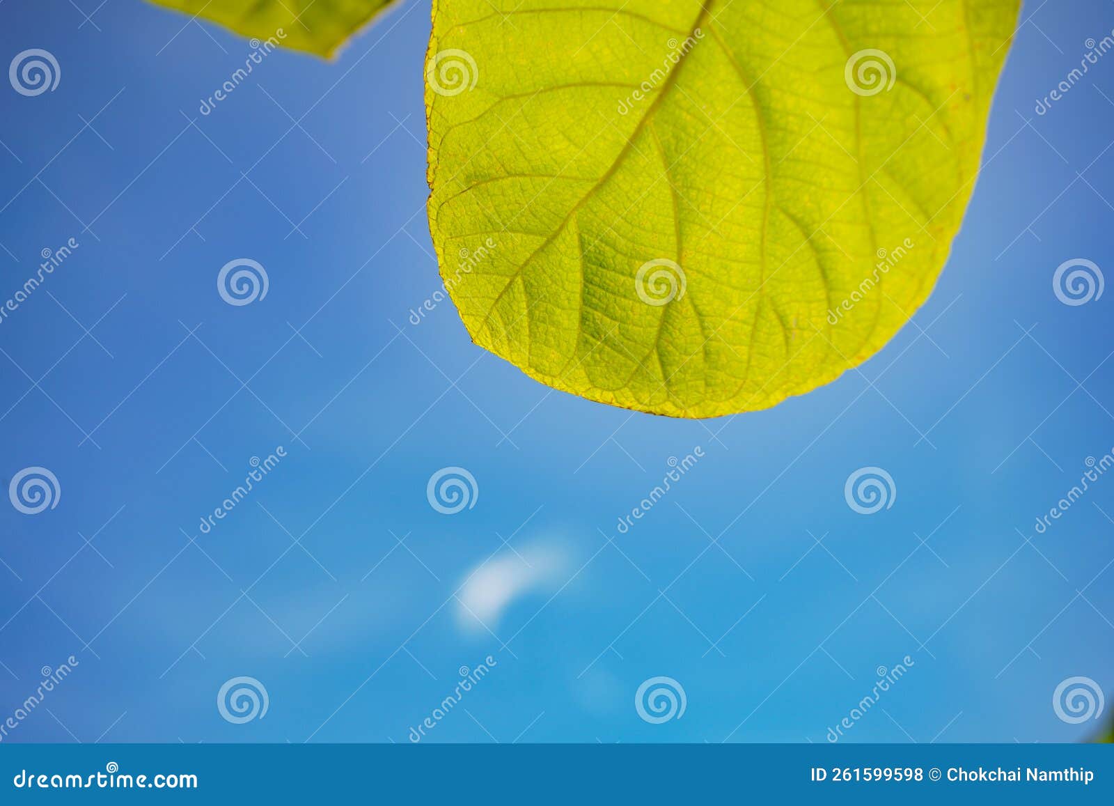 Green Leaves with Blue Sky Background, Square Image, Copy Space, Nature ...