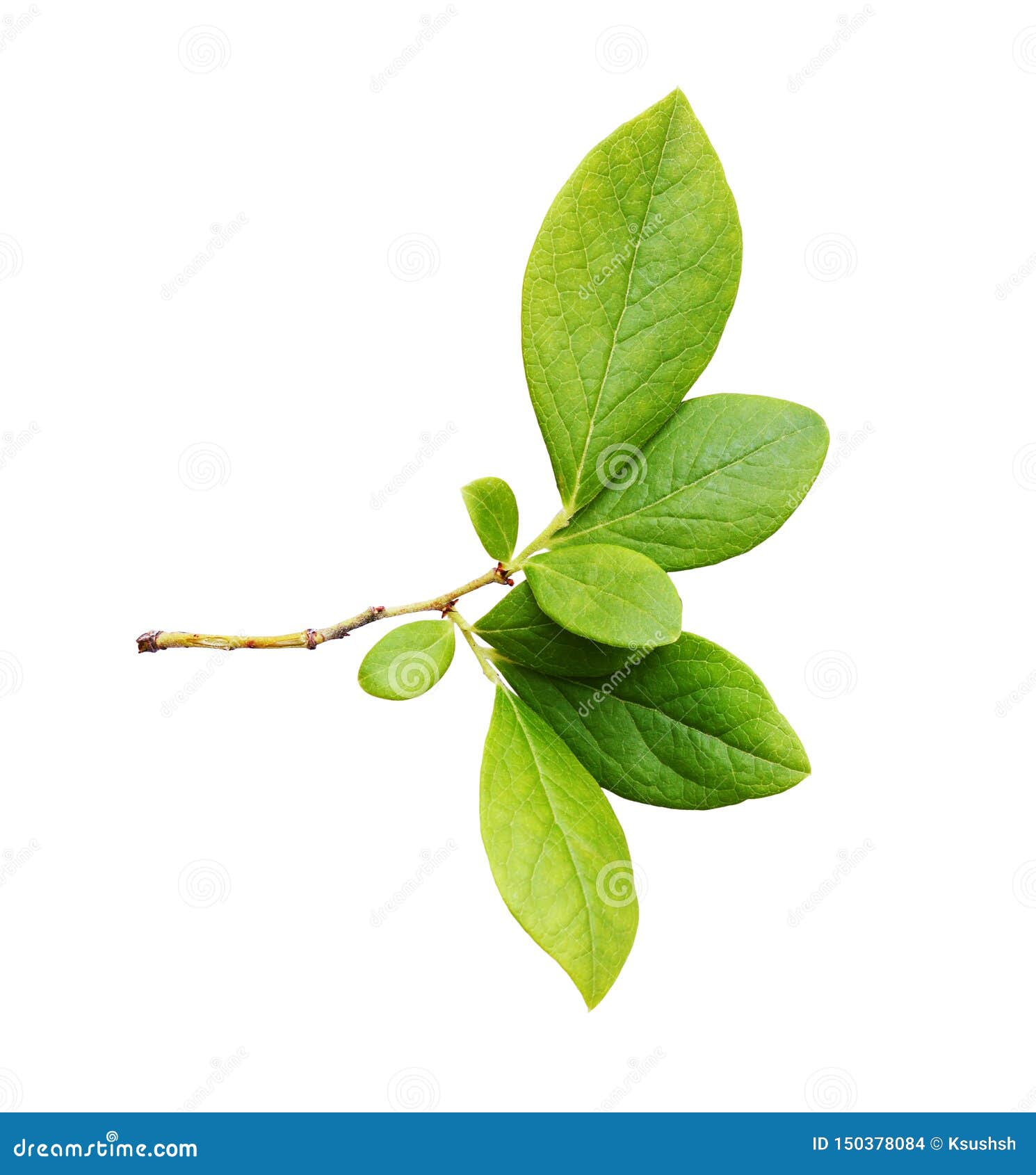 Green leaves of blueberry stock photo. Image of spring - 150378084