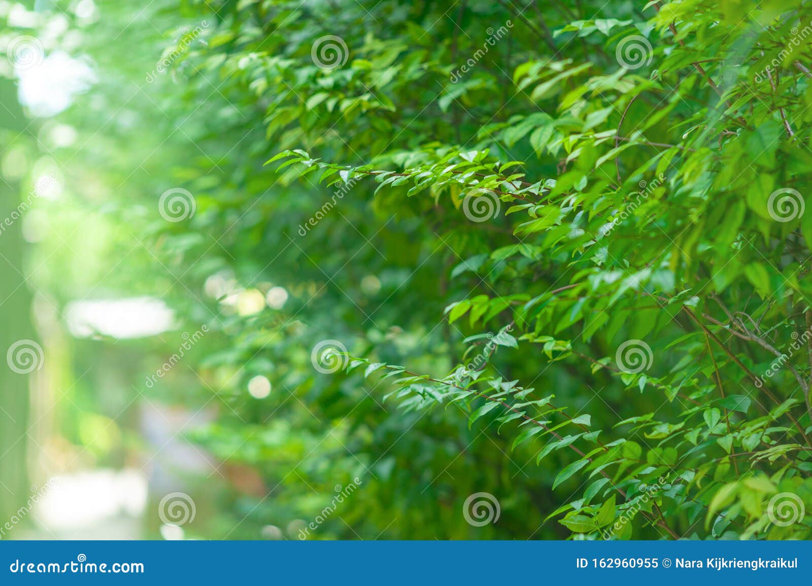 Green Leaves with Blurred Background,light Green Pattern Abstract ...
