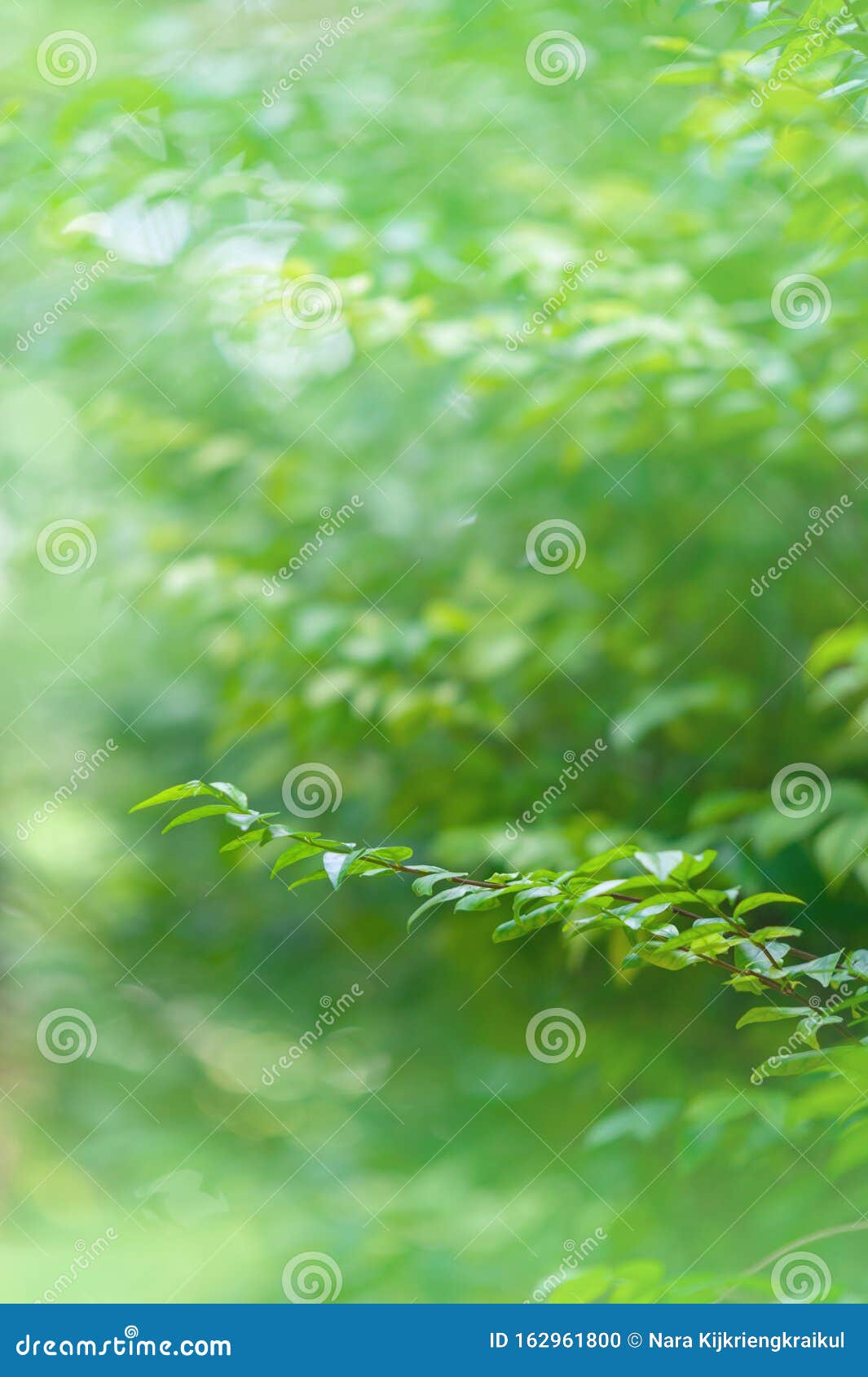 Green Leaves with Blurred Background,light Green Pattern Abstract ...