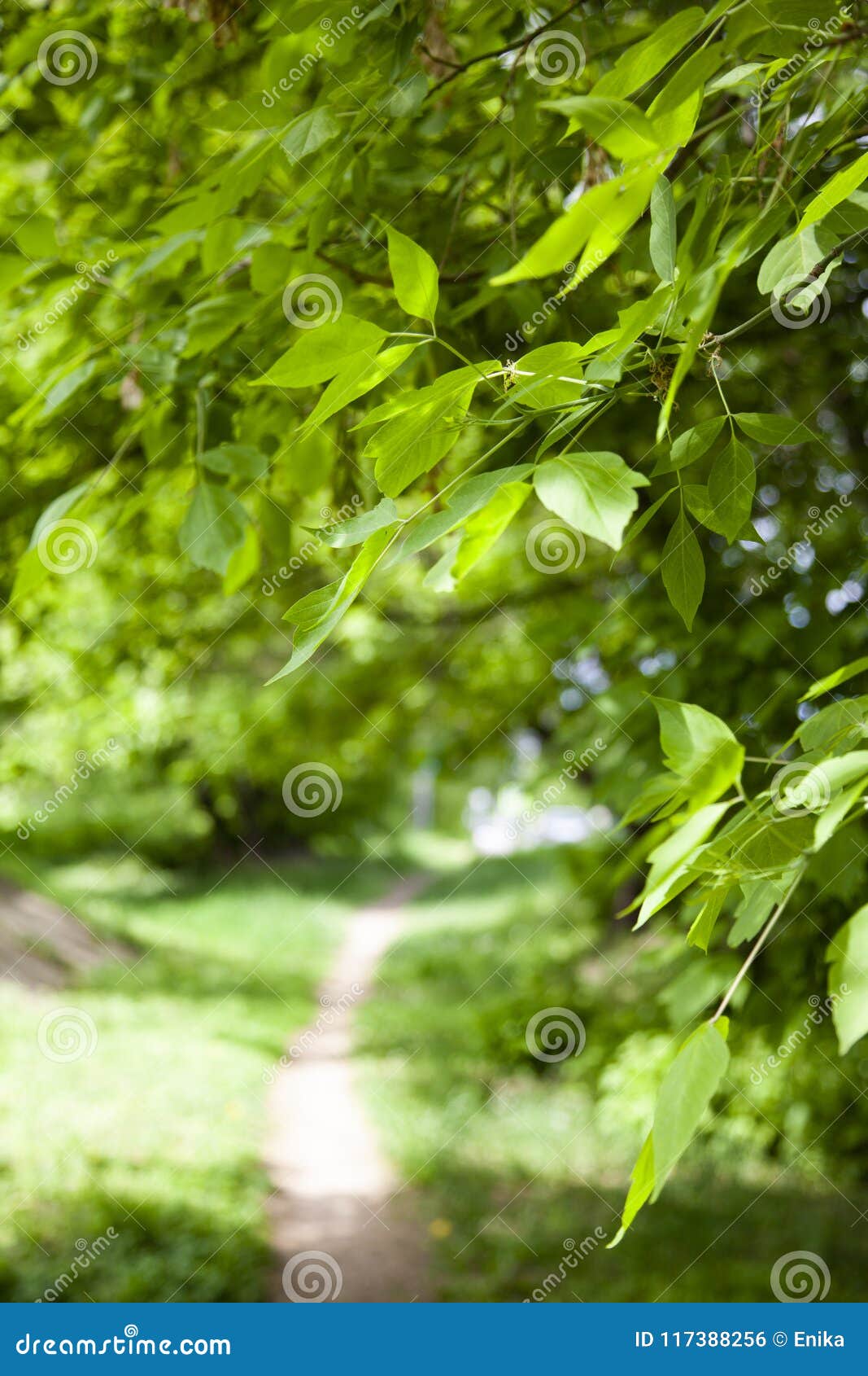 Green Leaves on a Blurred Natural Background Stock Photo - Image of ...