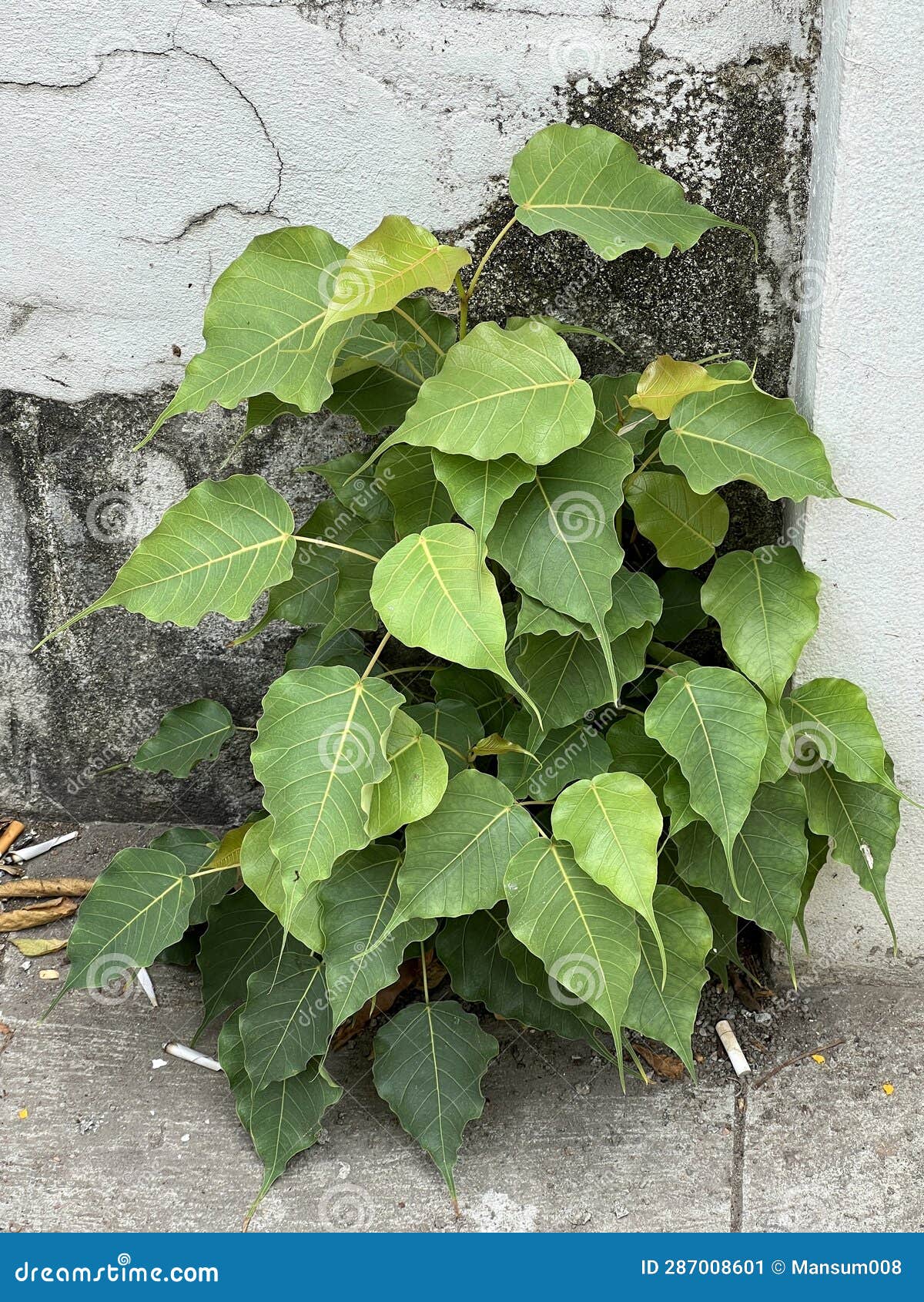 Green leaves of a bo tree stock image. Image of growth - 287008601