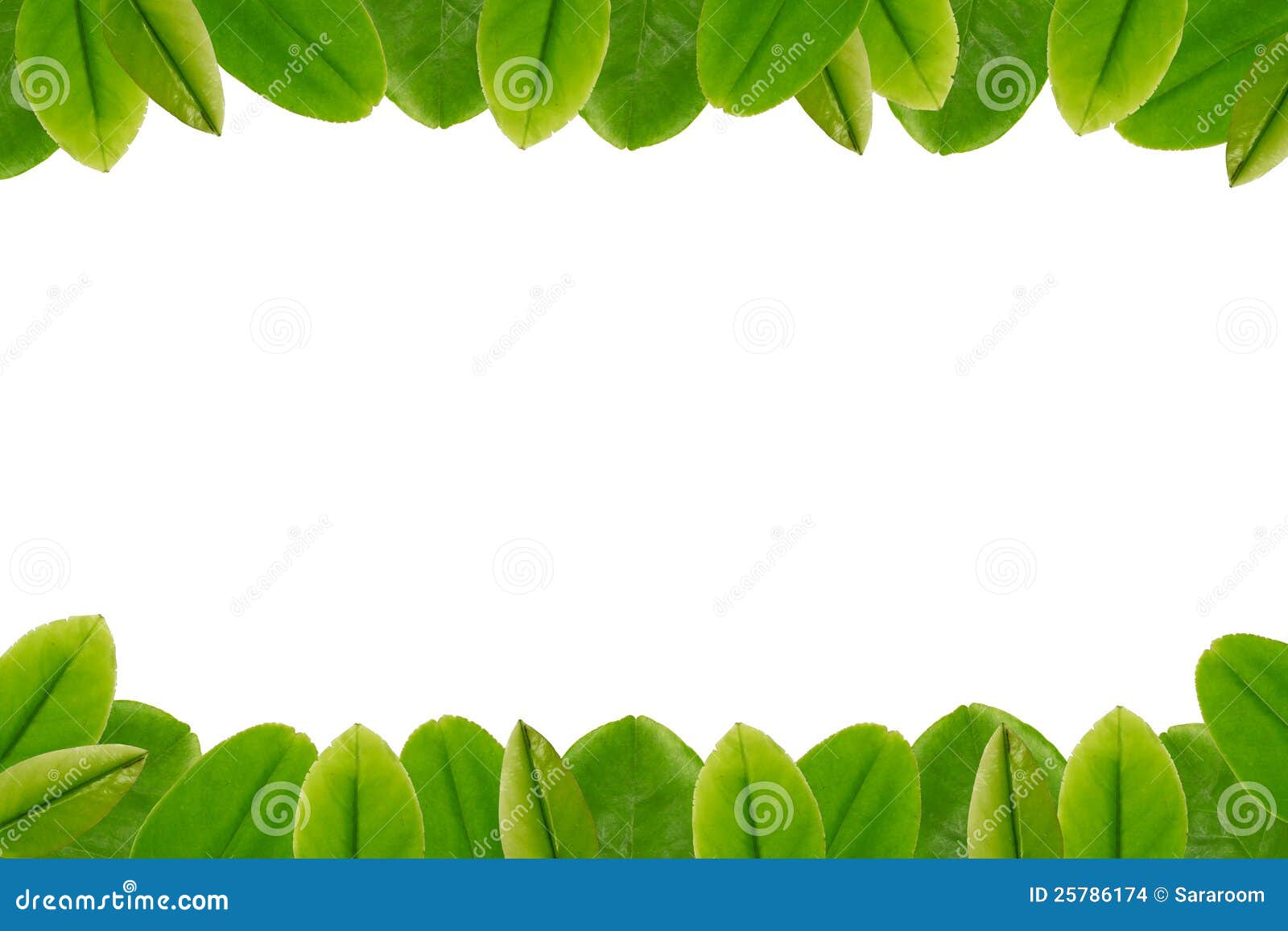Green leaves border frame stock photo. Image of concept - 25786174