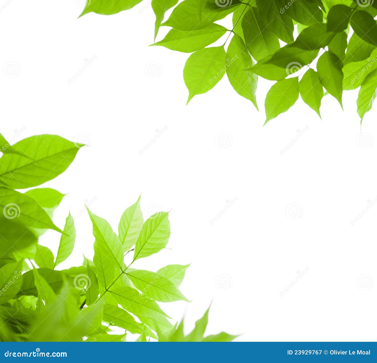 Green Leaves Border Nature Background Stock Image - Image of isolated ... Green Leaves Border Nature Background Stock Image - Image of isolated ...