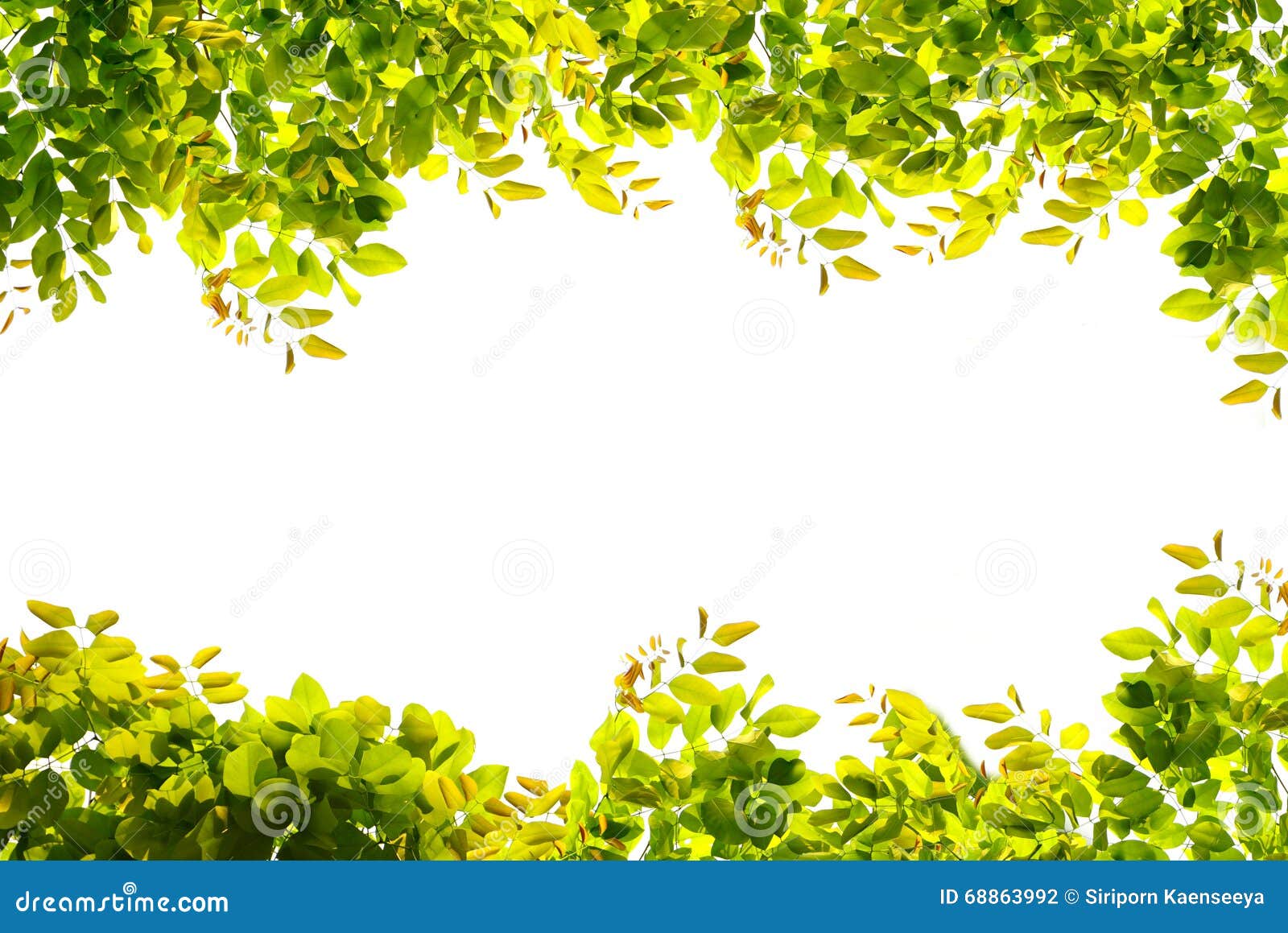 Green Leaves Border Nature on White Isolate Stock Photo - Image of ...