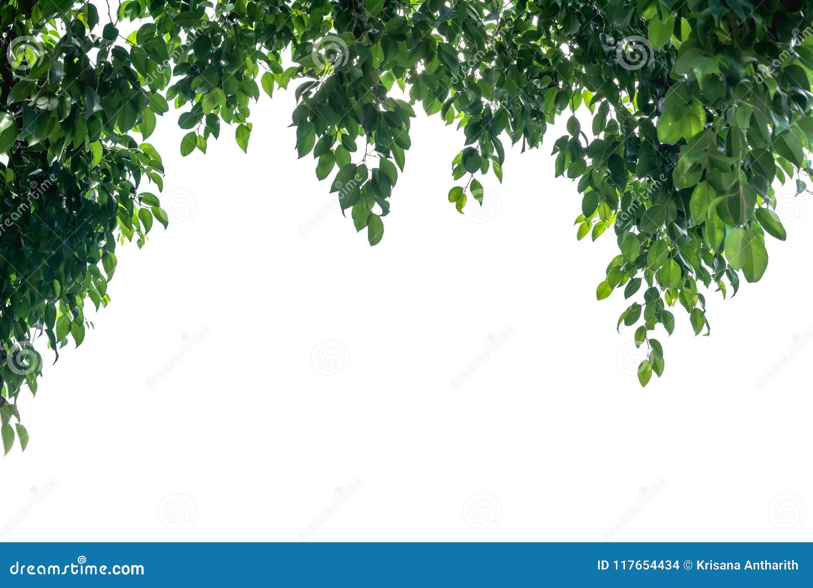 Green Leaves Border. Tree Leaf Frame Isolated on White Background with ...