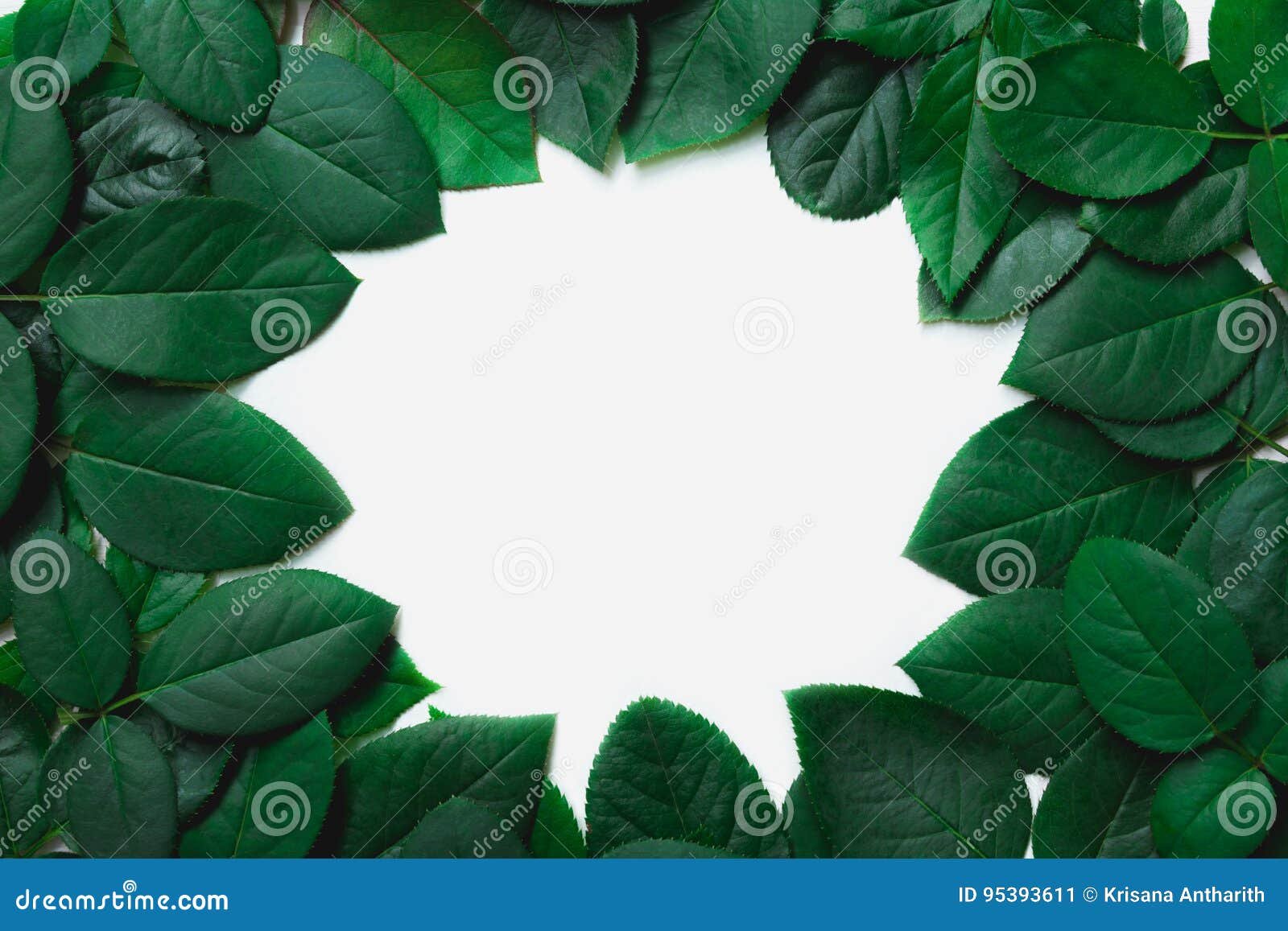 Green Leaves Border. Tree Leaf Frame Isolated on White Stock Image ...