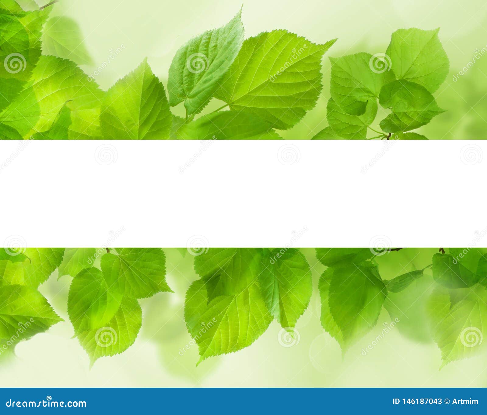 Green Leaves Border with White Empty Background Stock Image - Image of ...