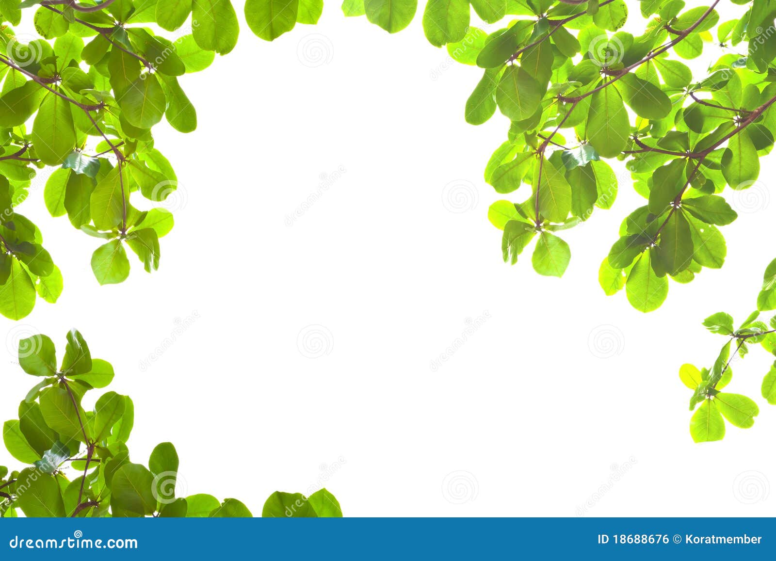 Green Leaves from Bottom View Stock Photo - Image of organic ...