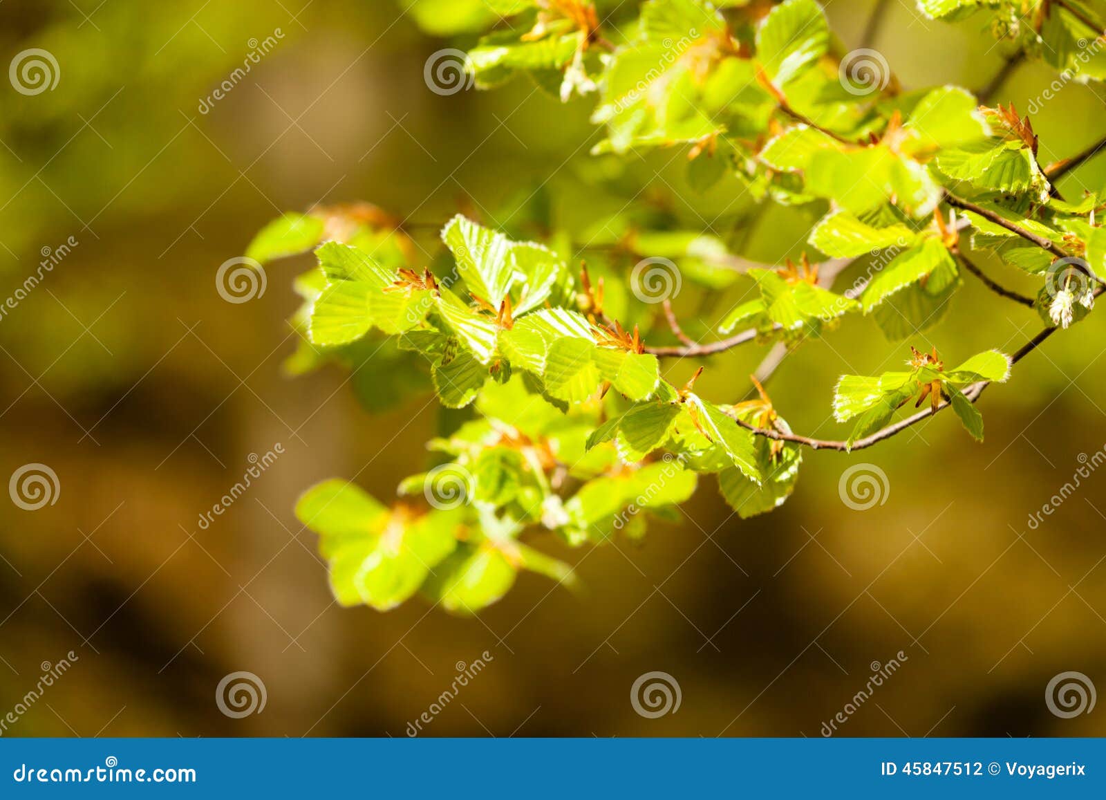 Green Leaves on Branch of Hazelnut Filbert Tree. Stock Photo - Image of ...