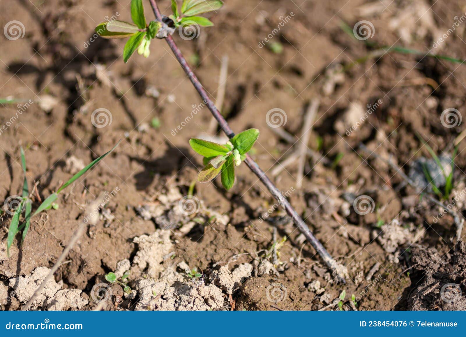 Green Leaves on a Branch of a Sapling Stock Photo - Image of life ...