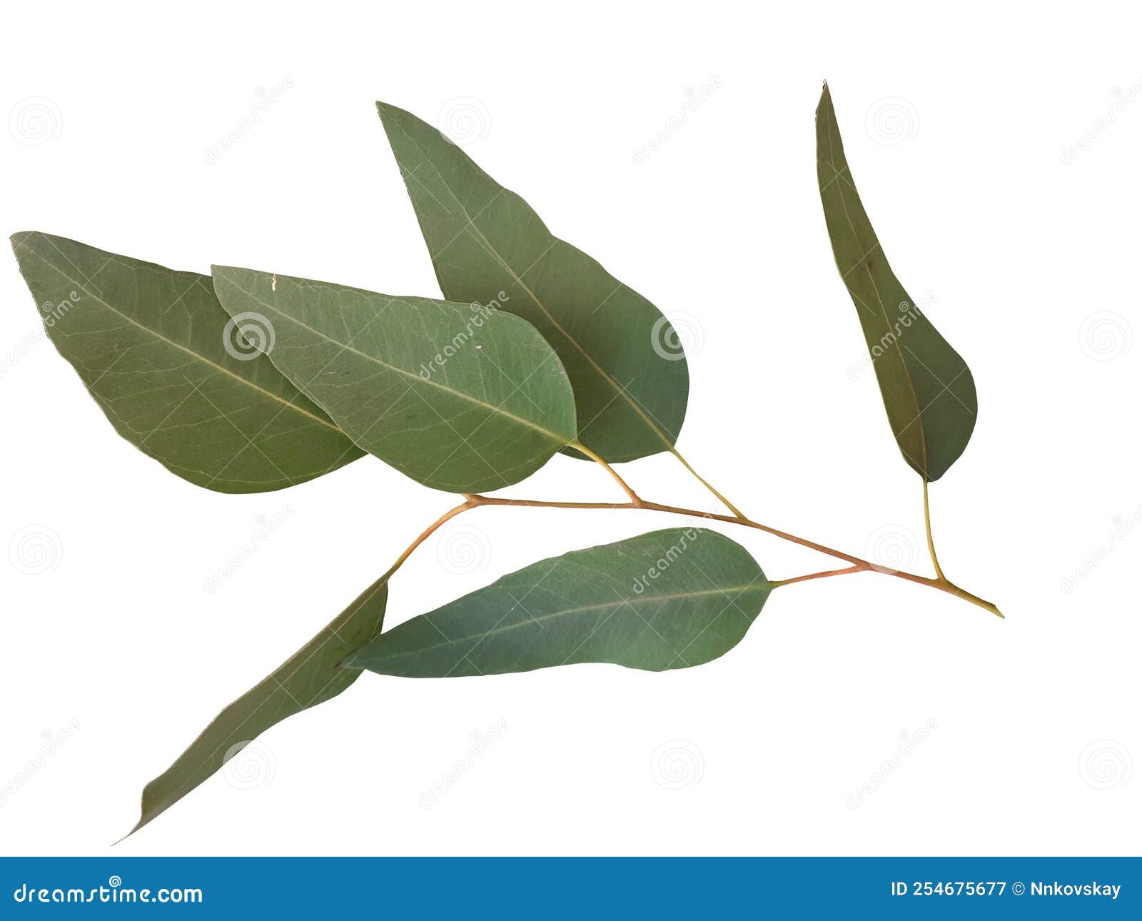 Green Leaves on Branch Texture . Textule Stock Image - Image of flowers ...