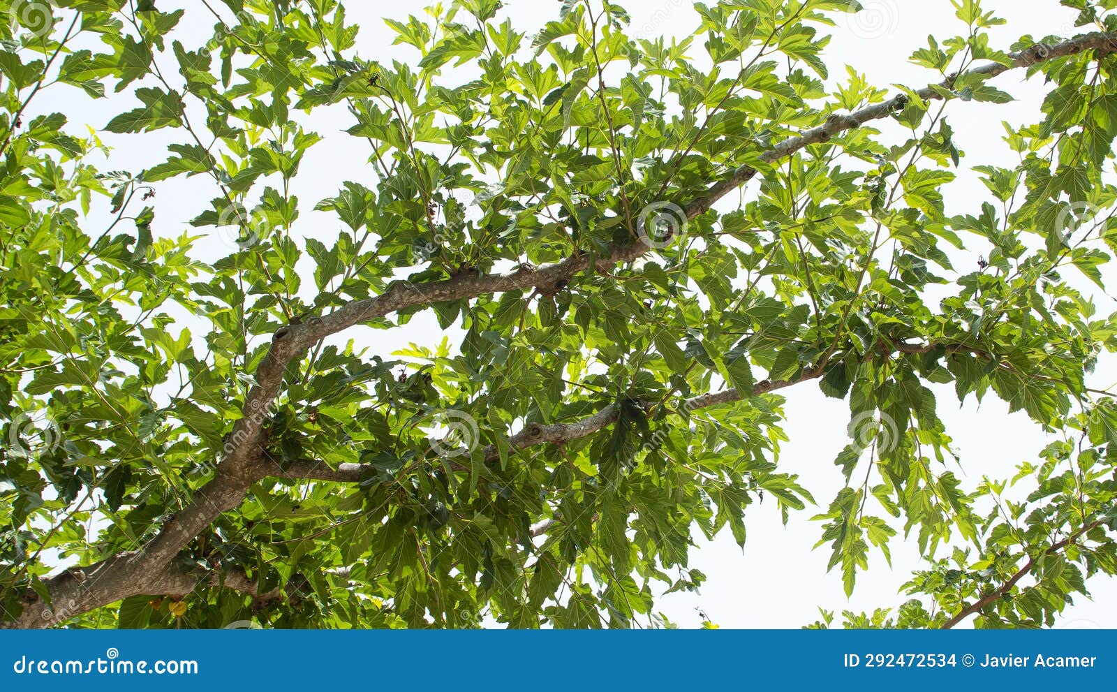 Green Leaves and Branches of Morus Alba Species Tree Stock Photo ...