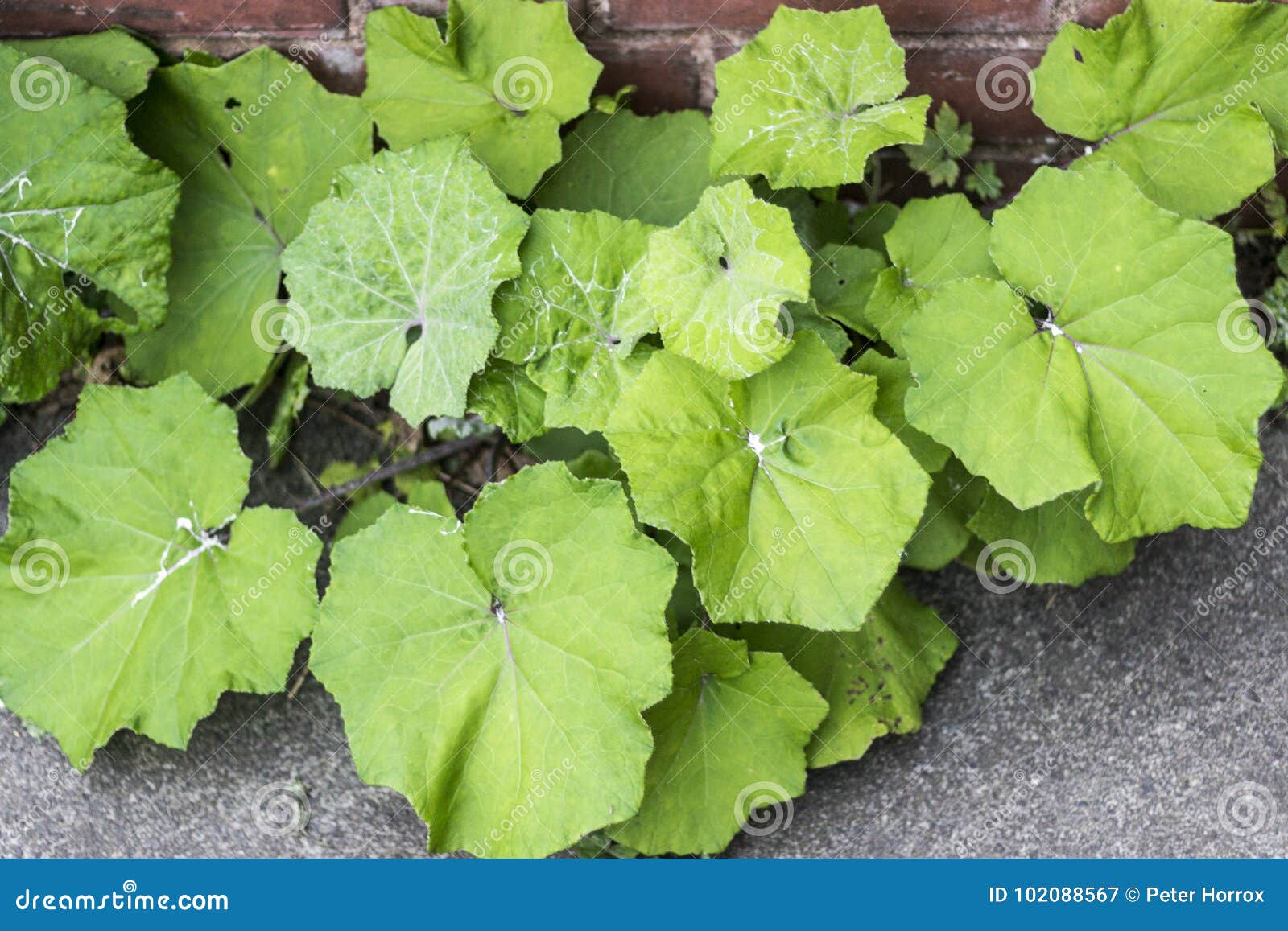 Green Leaves Breaking through Wall Stock Image - Image of sprout, grass ...