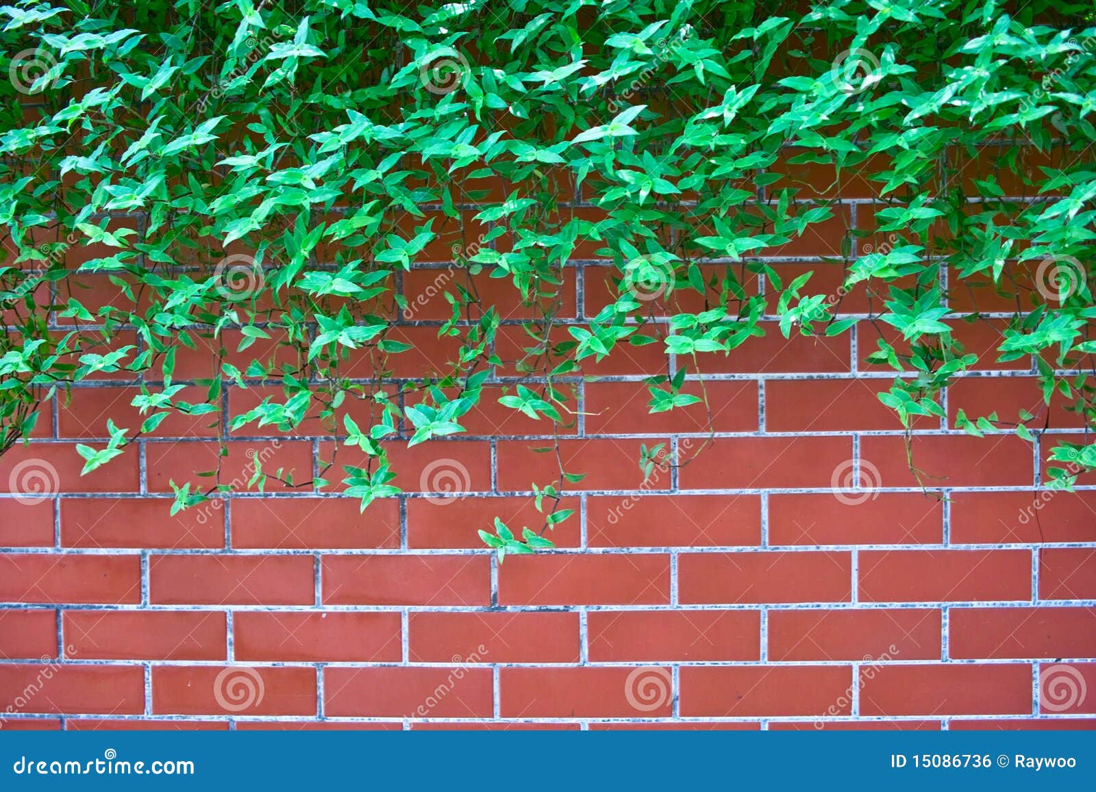 Green leaves on brick wall stock photo. Image of outdoors - 15086736