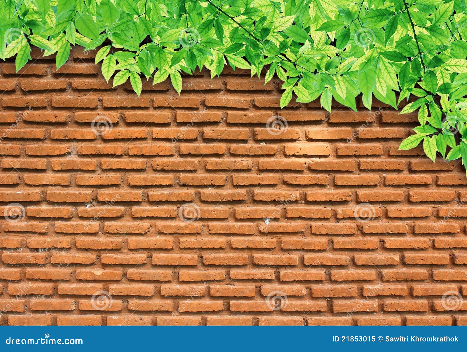 Green Leaves on brick wall stock image. Image of home - 21853015