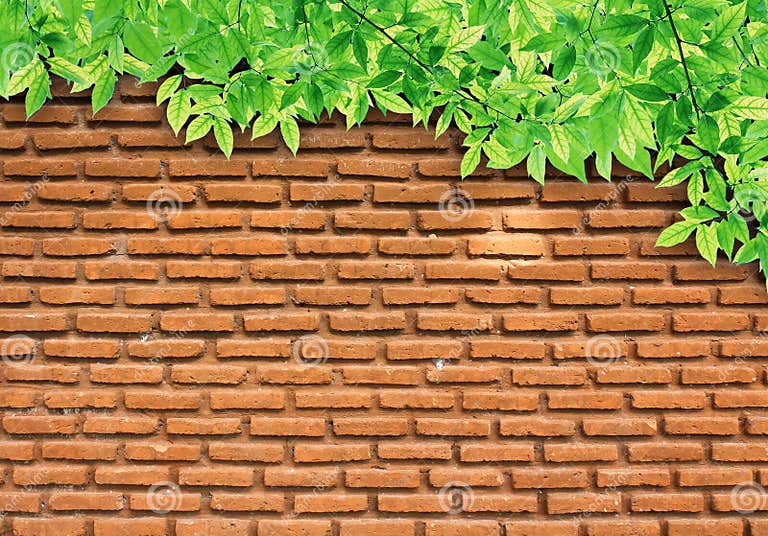 Green Leaves on brick wall stock image. Image of home - 21853015