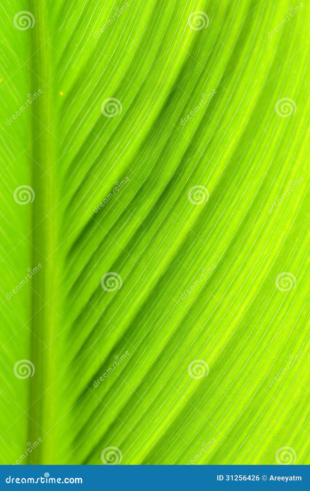 Green Leaves in Bright Light Stock Photo - Image of leaf, backgrounds ...
