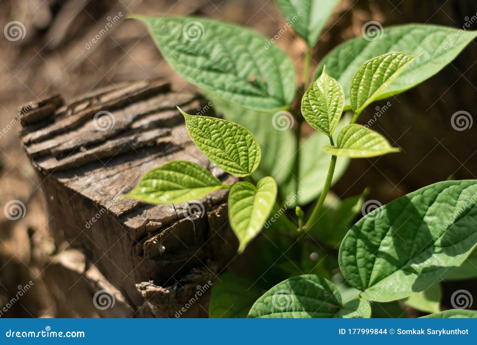 Broken bones tree stock photo. Image of damocles, indian - 177999844
