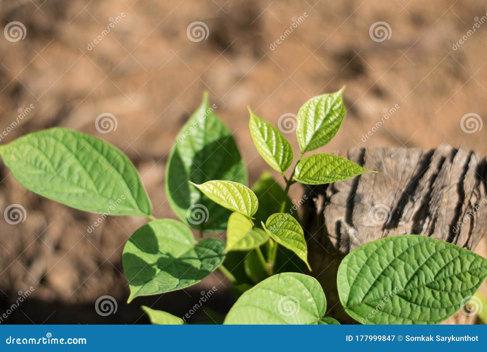 Broken bones tree stock image. Image of branch, emodin - 177999847