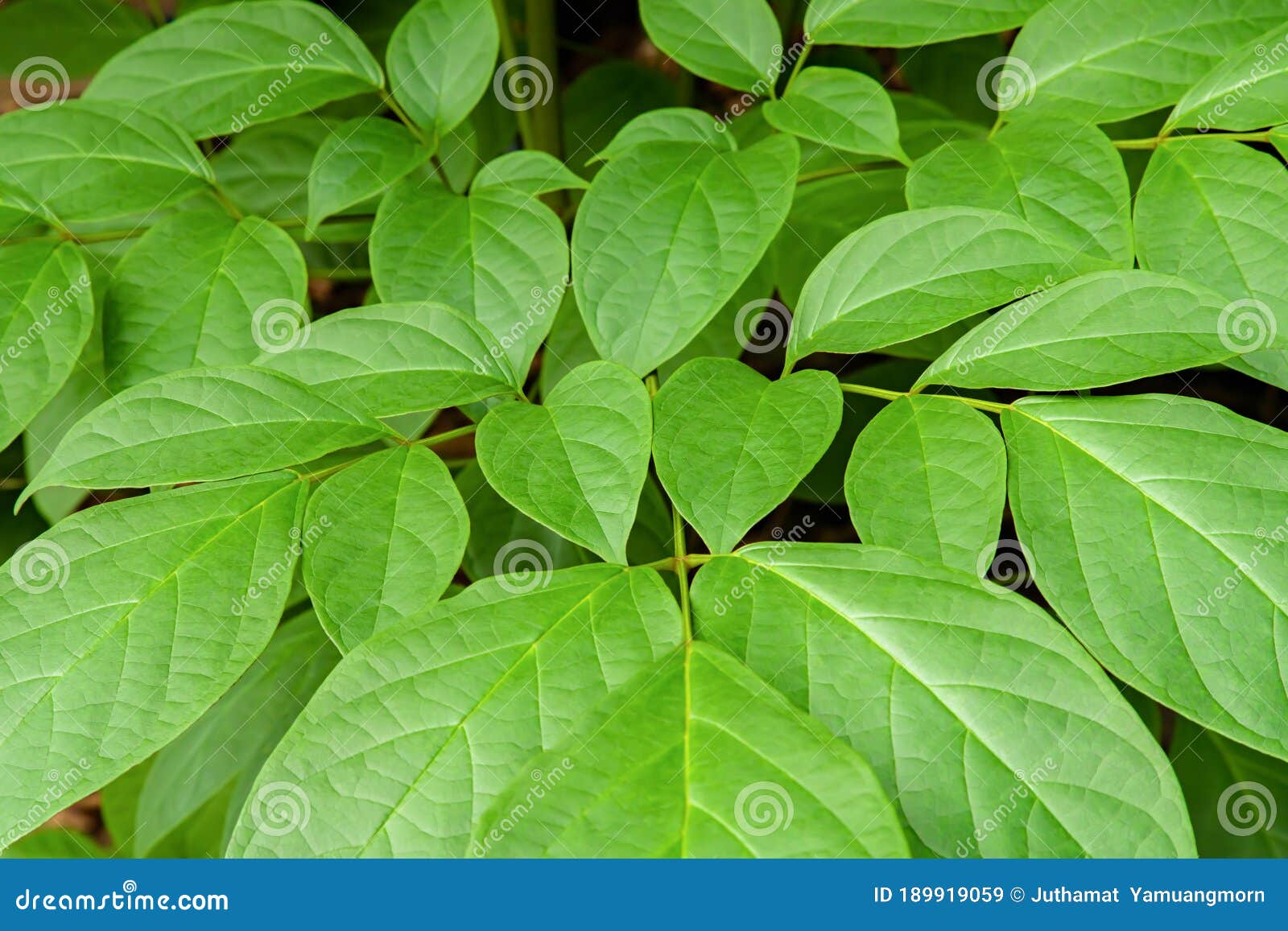The Green Leaves of Broken Bones Tree Background Stock Image - Image of ...