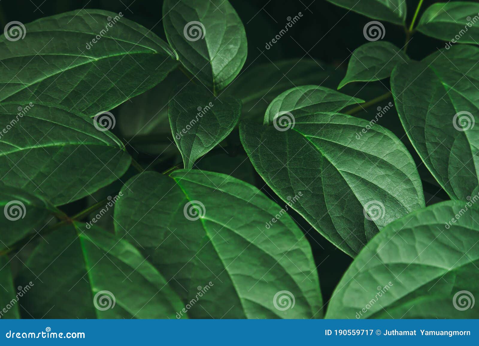 Broken Bones Tree Royalty-Free Stock Photo | CartoonDealer.com #62531895