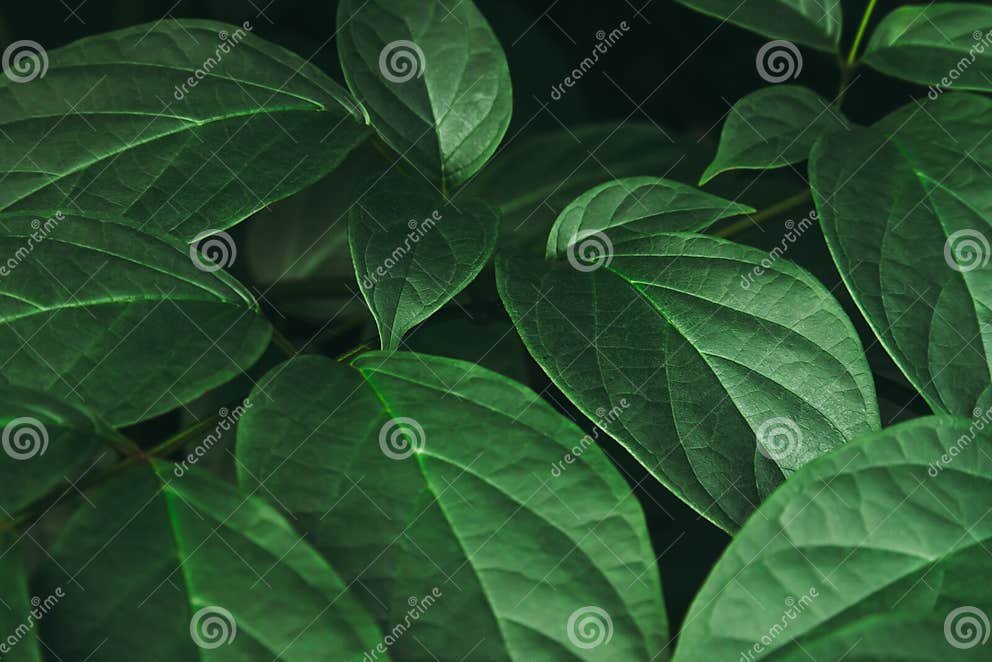 The Green Leaves of Broken Bones Tree Background Stock Image - Image of ...
