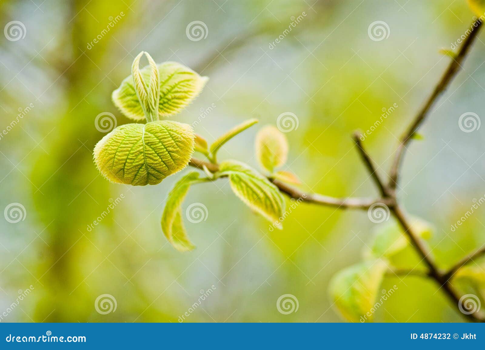 Green Leaves Budding in Spring Stock Photo - Image of blooms, plant ...