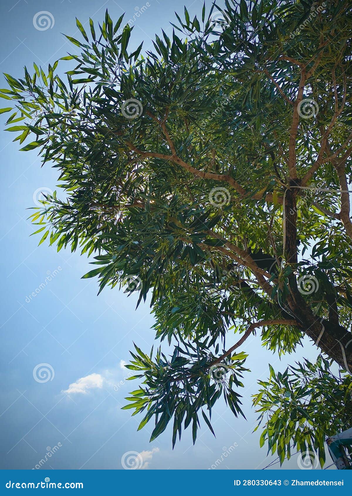 Green Leaves Buffeted by the Wind Under the Clouds Stock Image - Image ...
