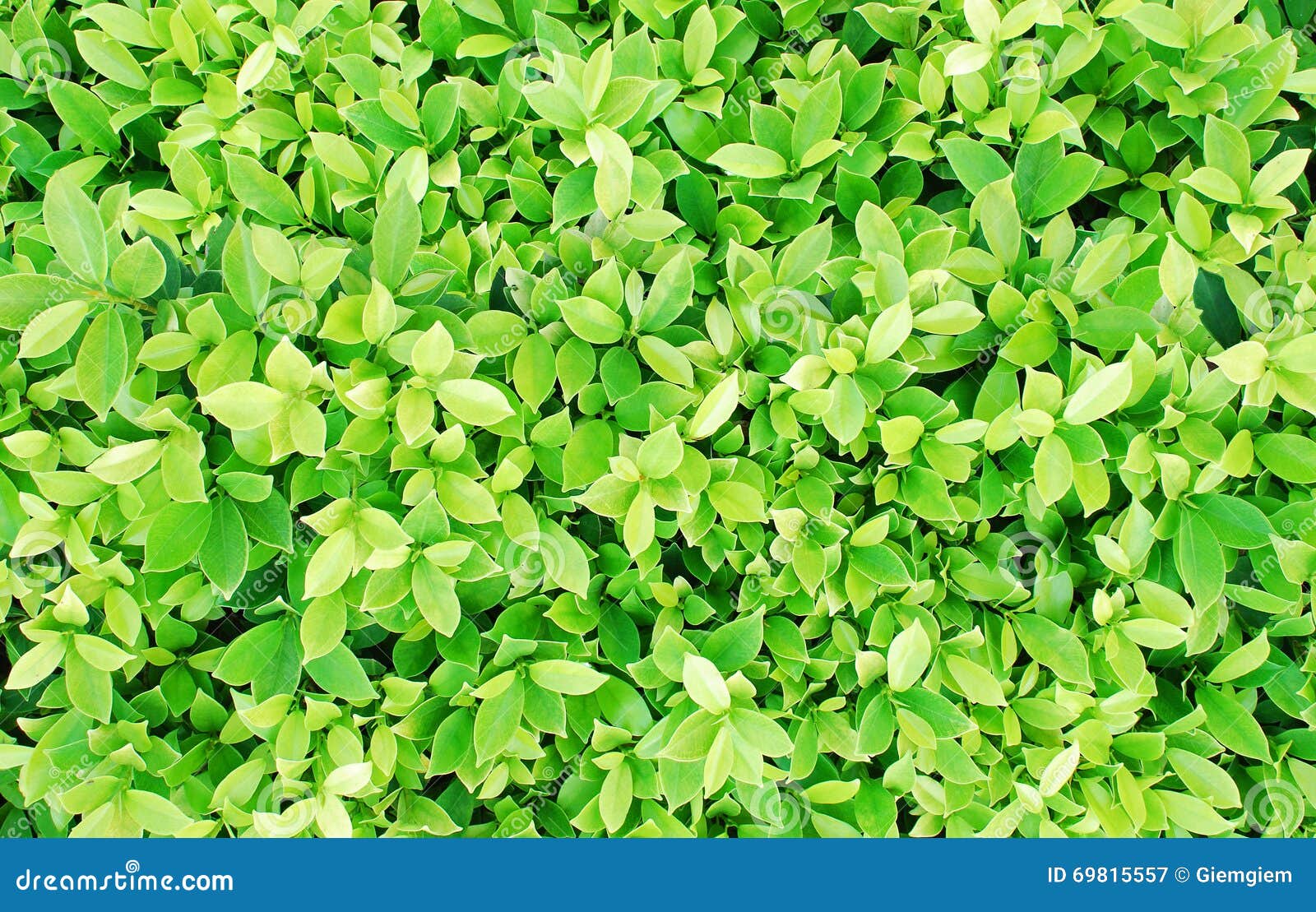 Green Leaves Bush Background Stock Image - Image of summer, assort ...