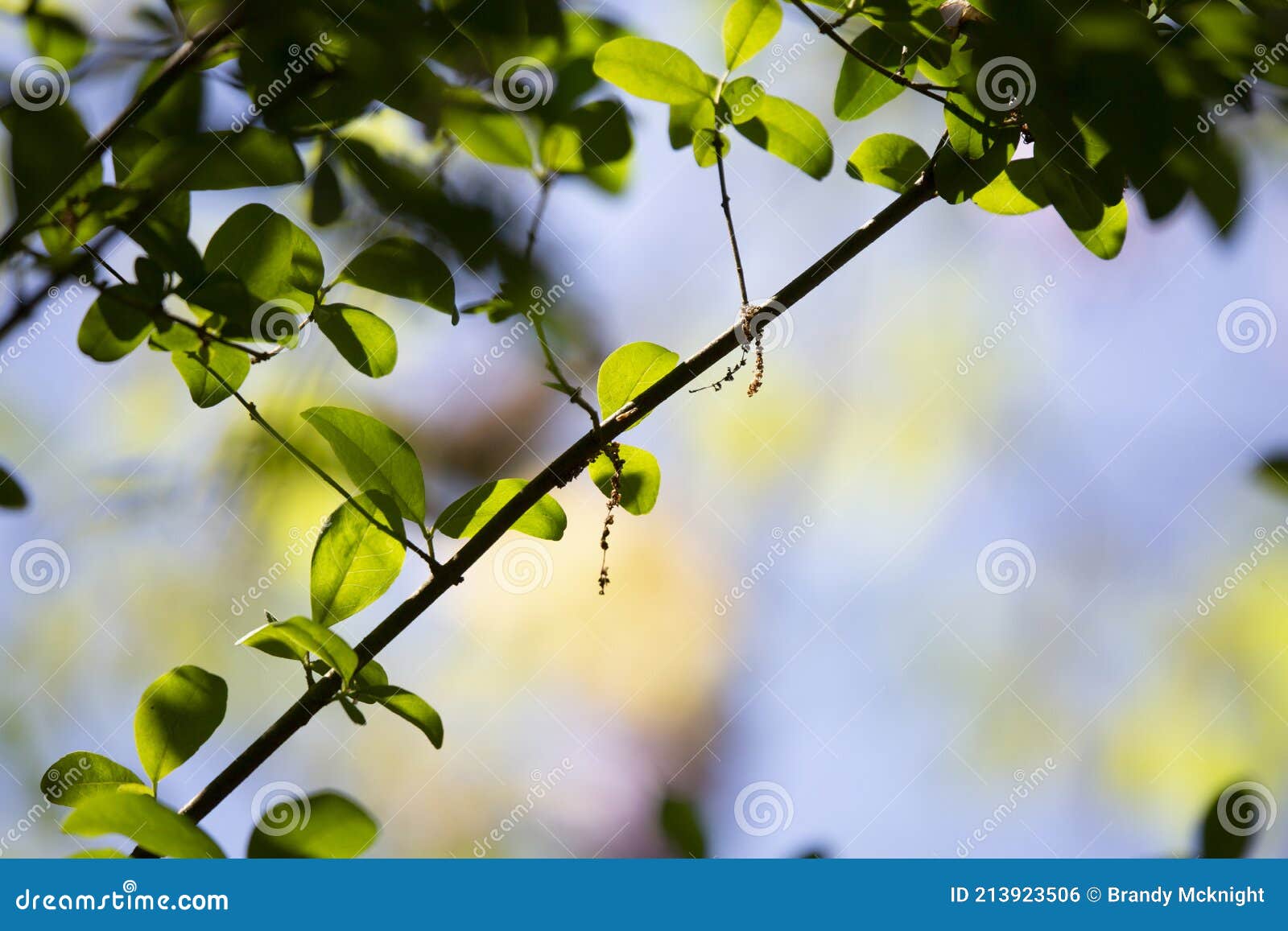 Green Leaves on a Bush stock photo. Image of background - 213923506