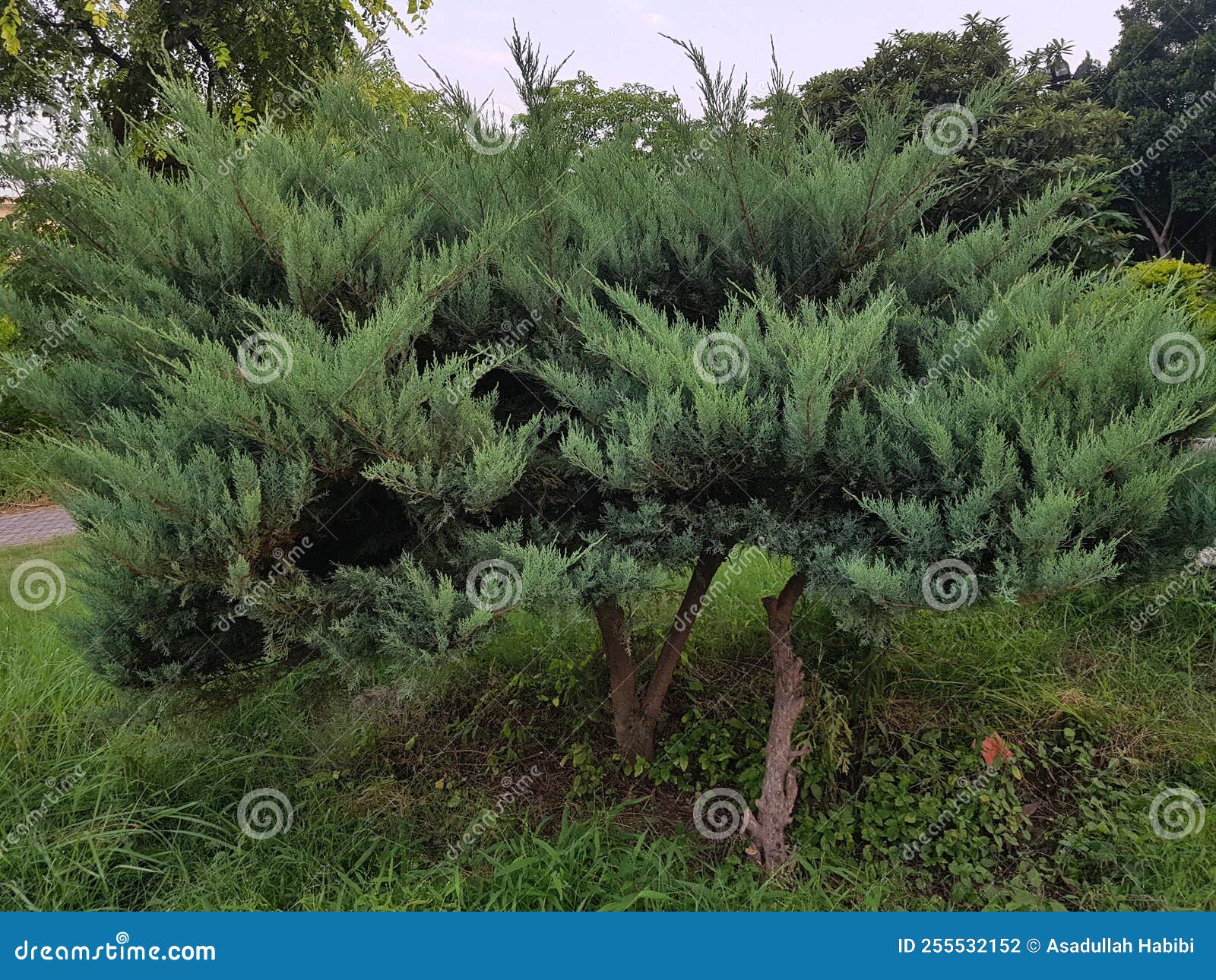 Green Leaves Bush in the Garden Side Stock Photo - Image of garden ...