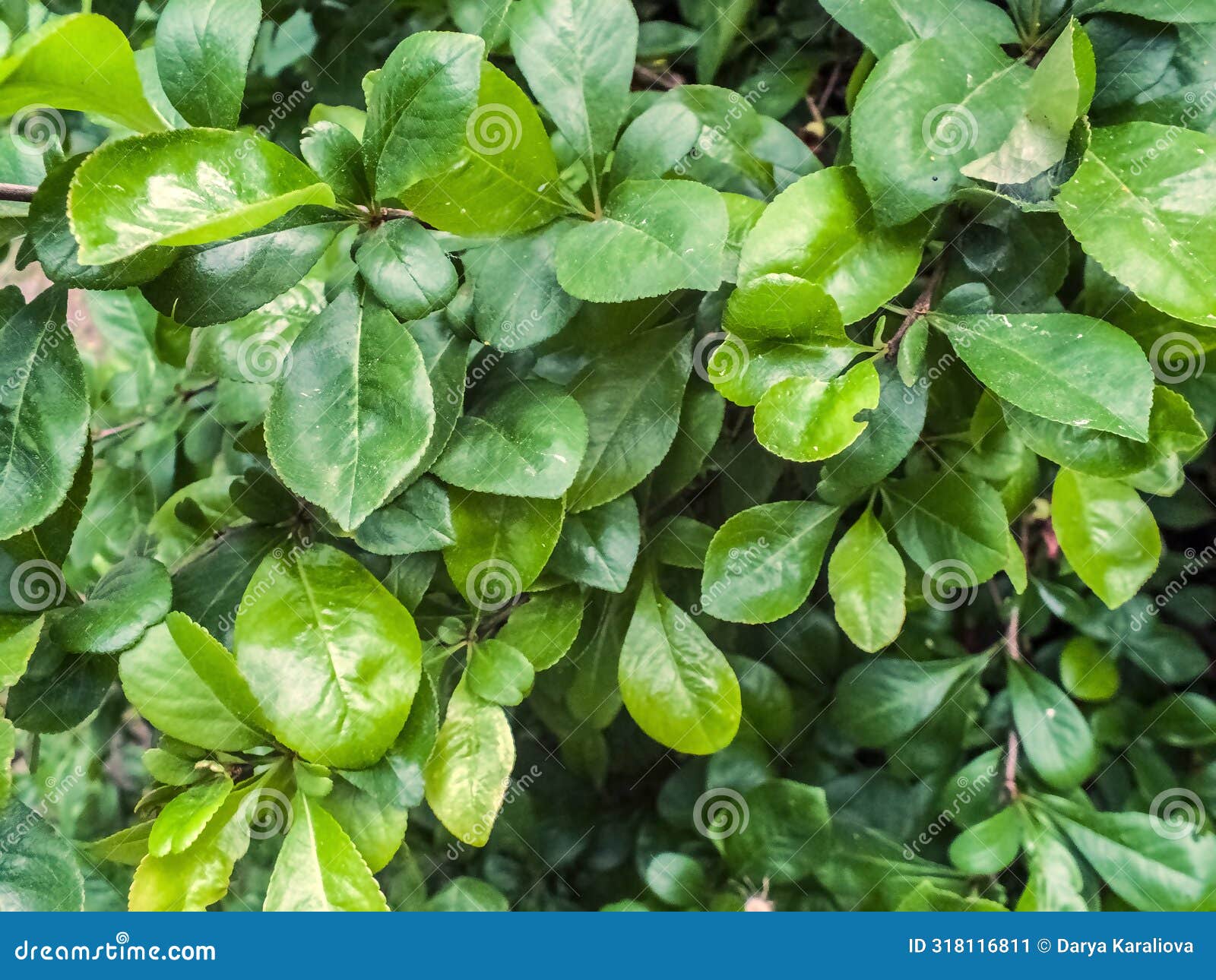 Green Leaves of a Bush Medium Sized Shrub during Summer As Botanical ...