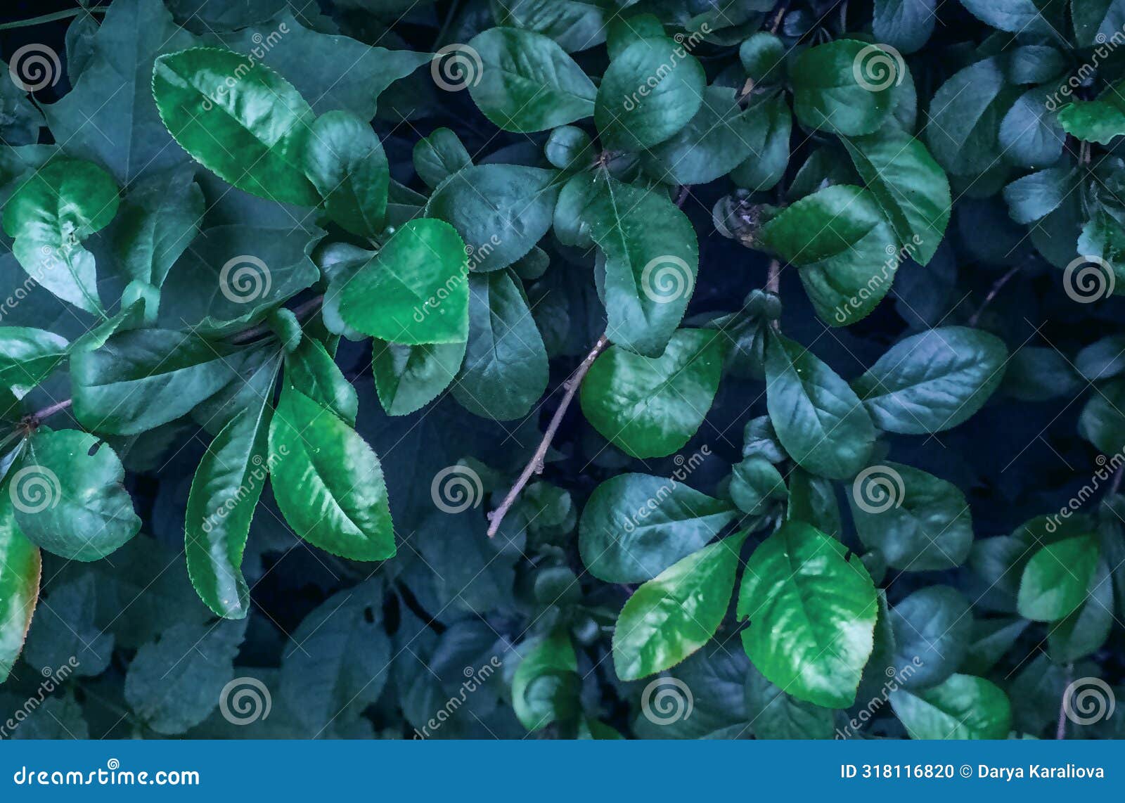 Green Leaves of a Bush Medium Sized Shrub during Summer As Botanical ...