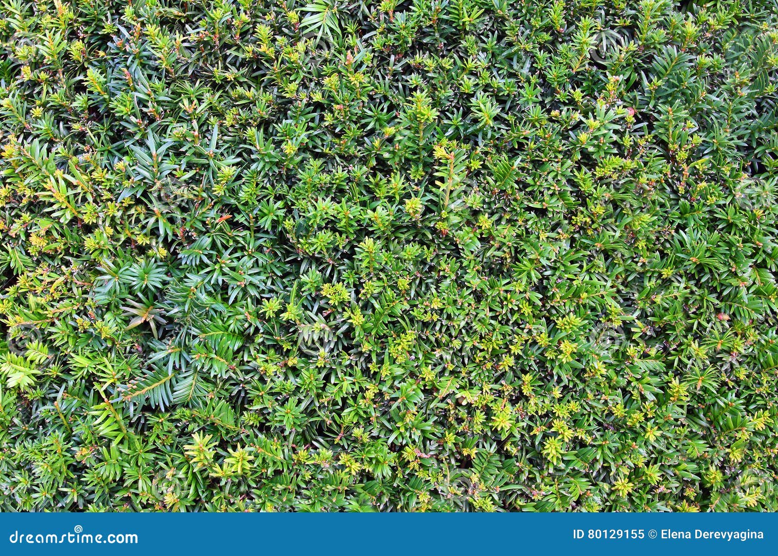 Green Leaves on the Bush Texture Stock Image - Image of close, ficus ...