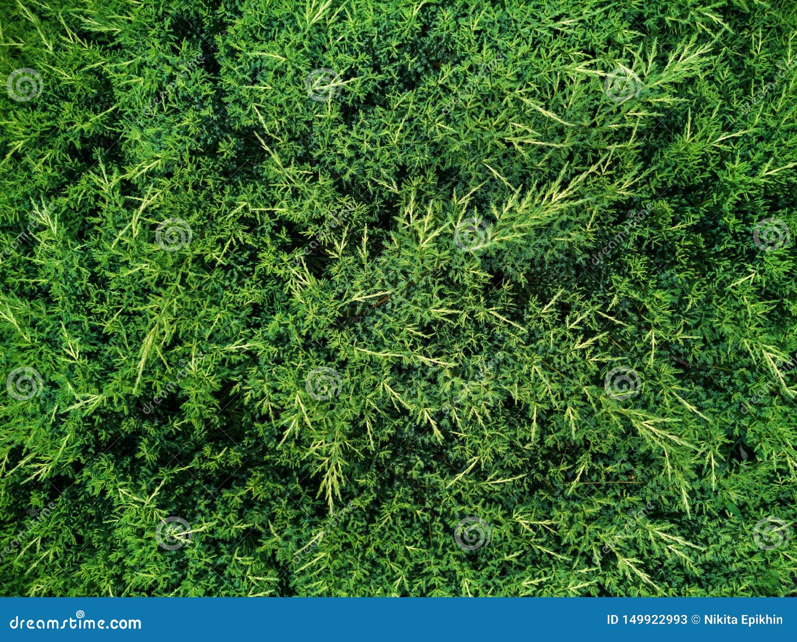 Green Leaves or Bush Tree Wall Background Stock Image - Image of ...