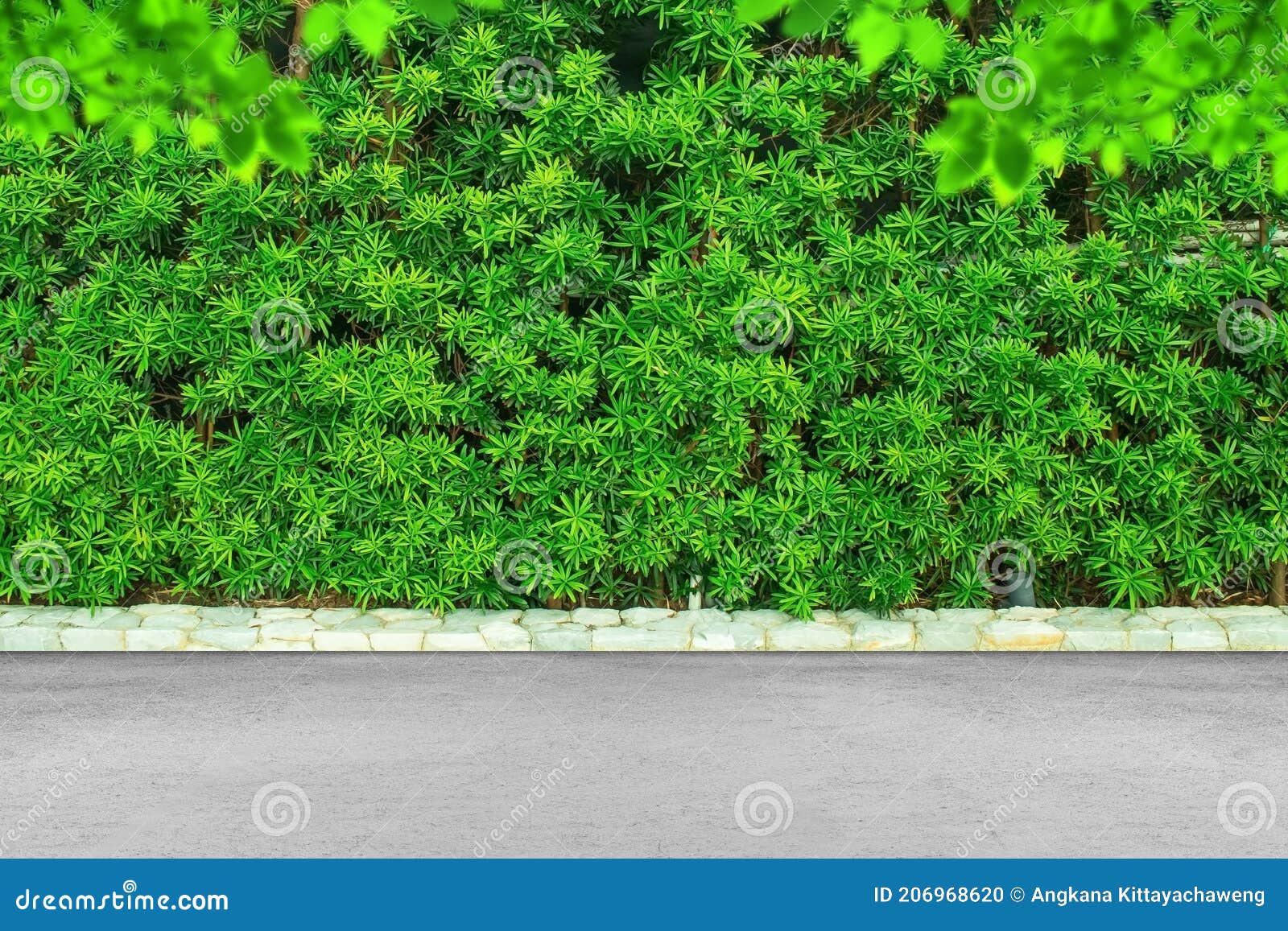 Green Leaves or Bush Wall Texture Background. Stock Photo - Image of ...