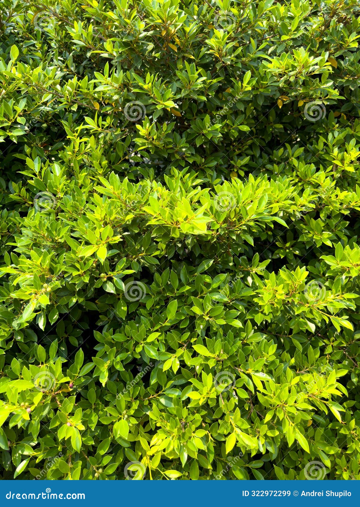 Green Leaves on Bushes As an Abstract Background. Texture Stock Image ...