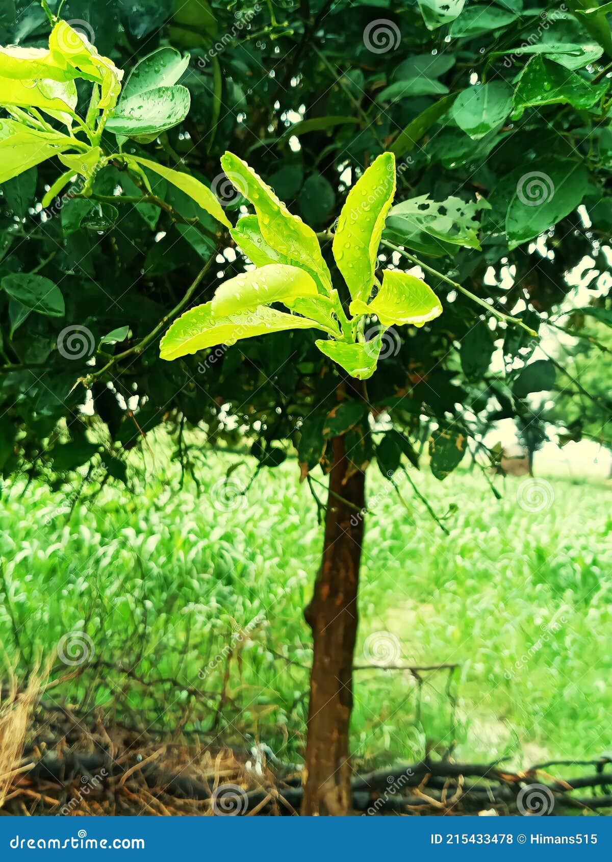 Green Leaves of Chakotra Tree Stock Photo - Image of tree, chakotra ...