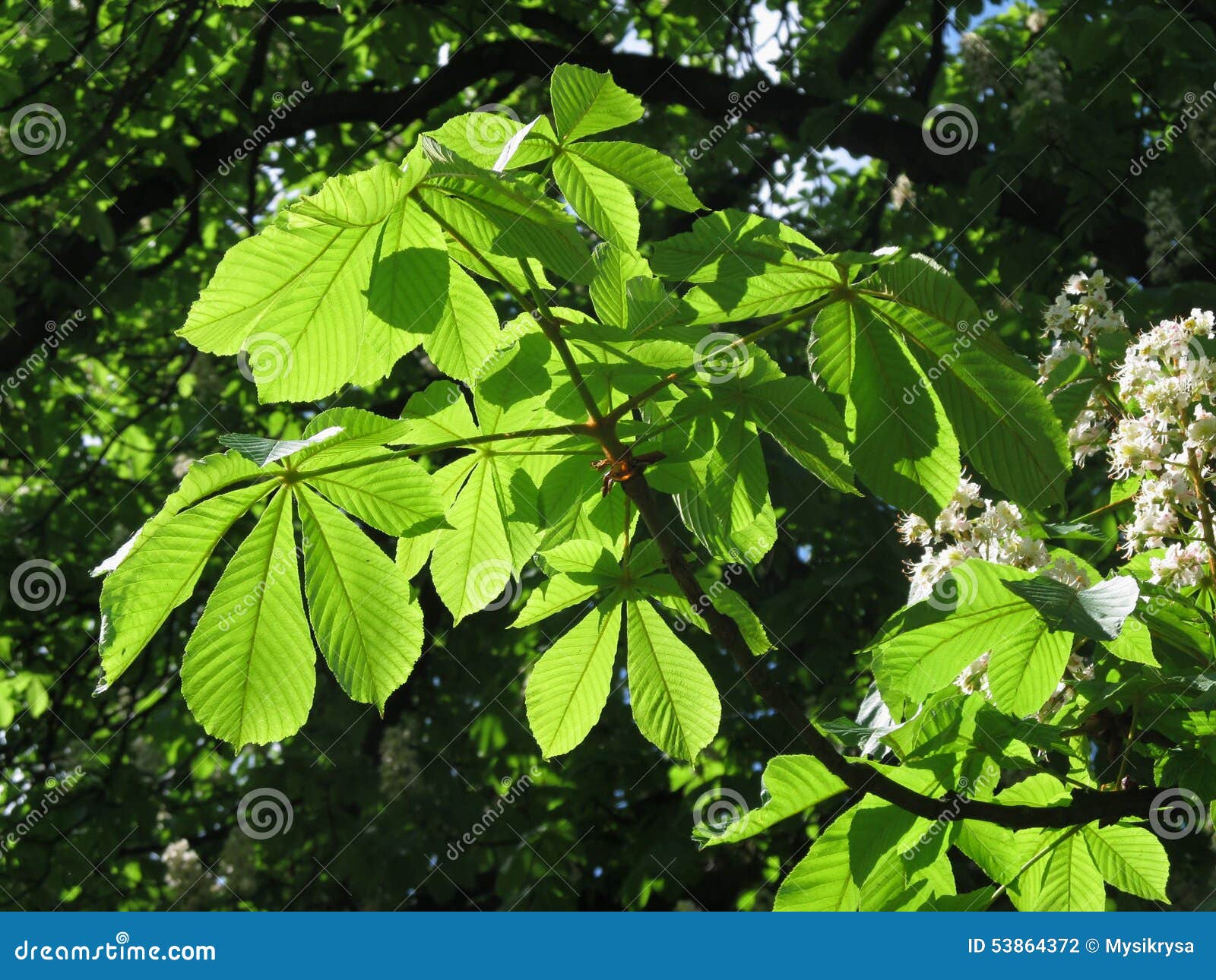 Green Leaves of Chestnut Tree Stock Photo - Image of biology, green ...